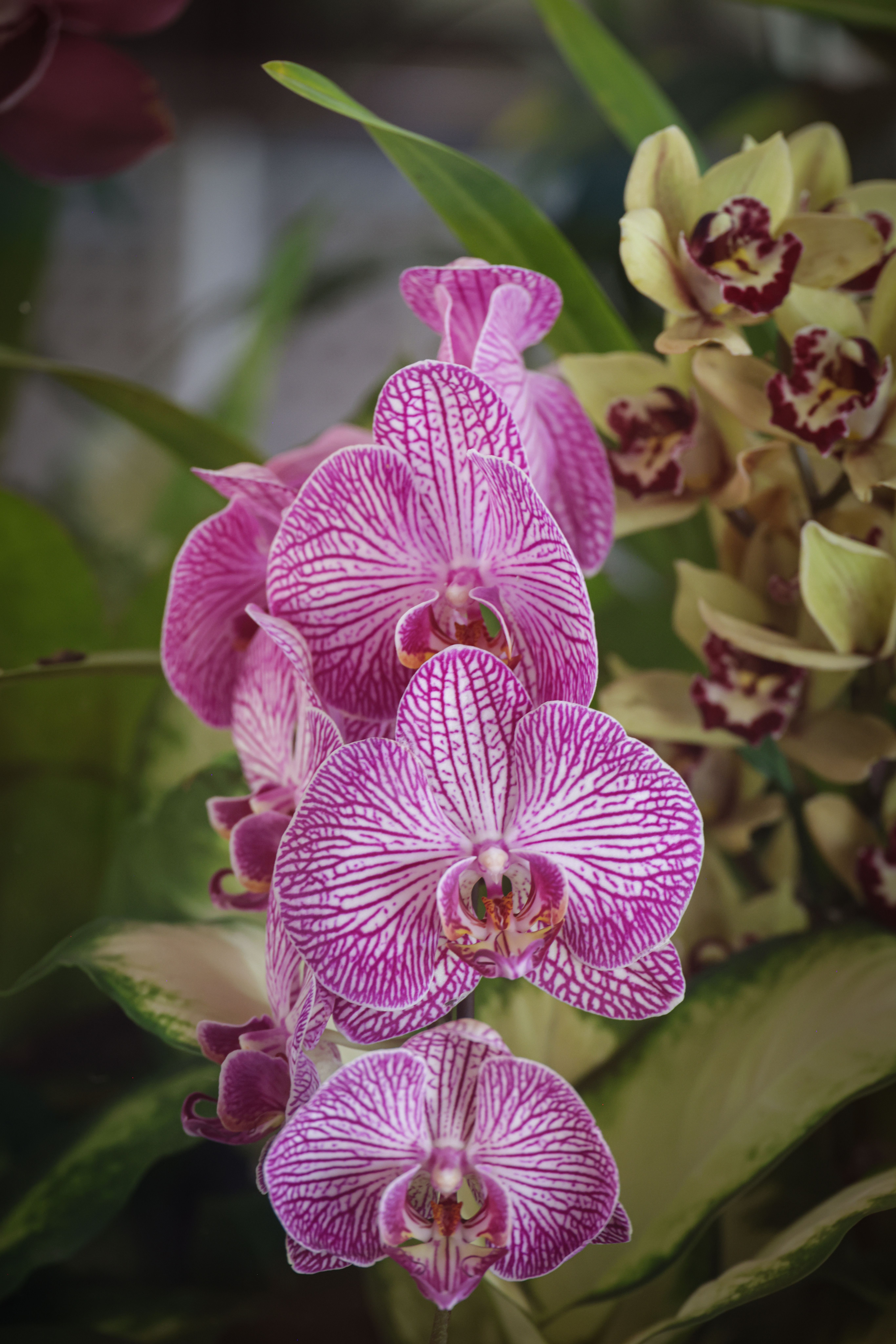 Close-up of Orchids · Free Stock Photo