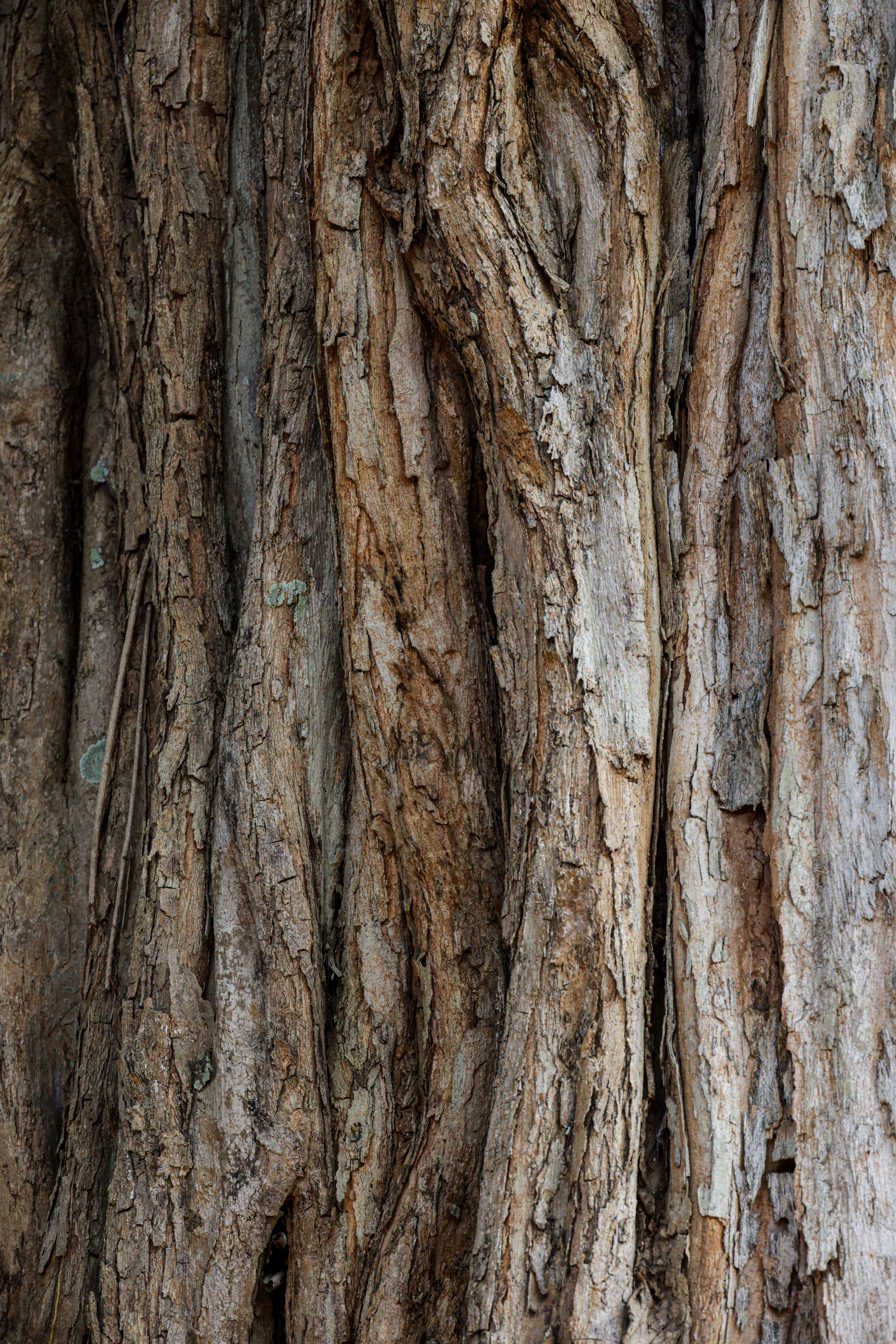 Tree Bark · Free Stock Photo
