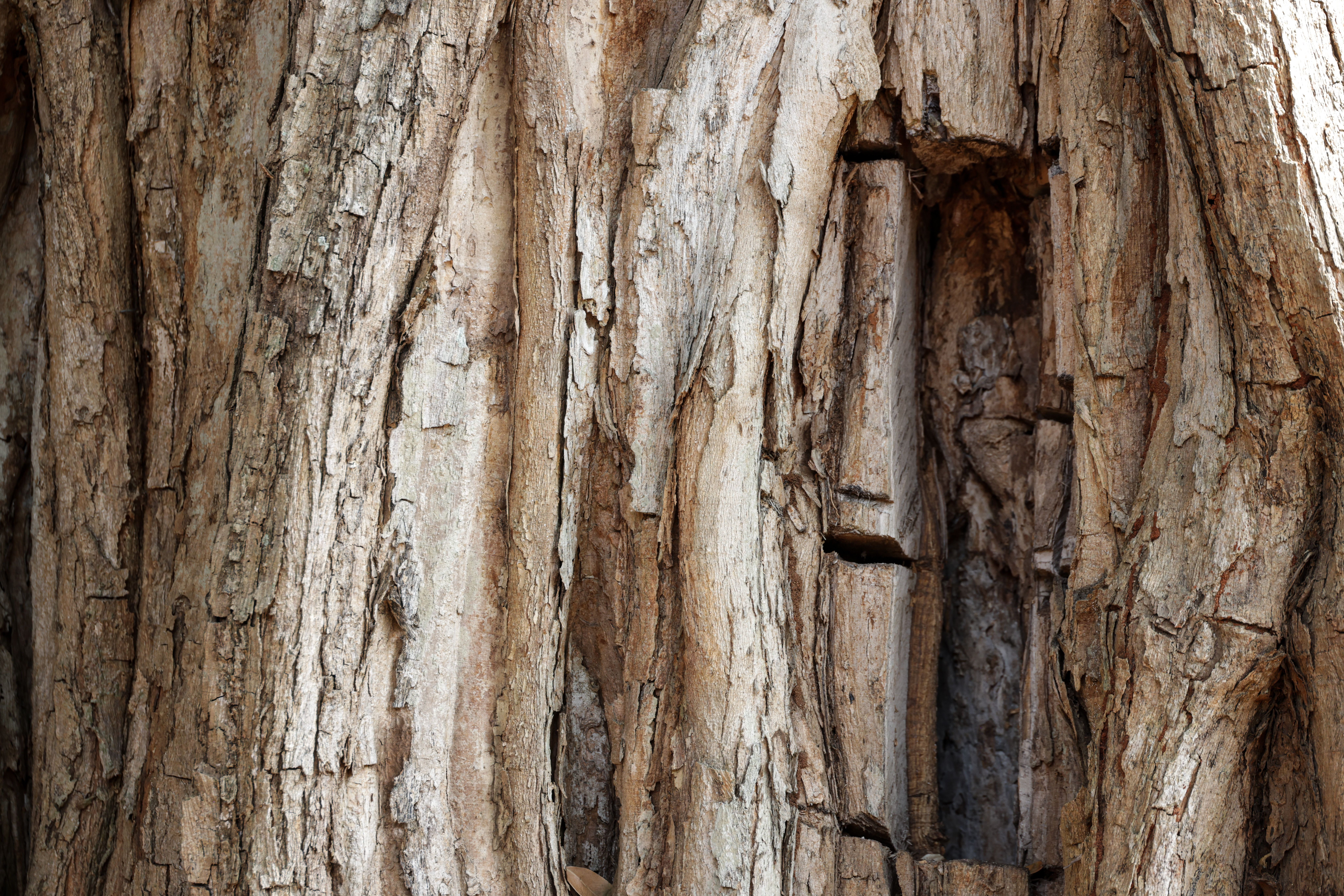 Close-up of Weathered Tree Bark Texture · Free Stock Photo