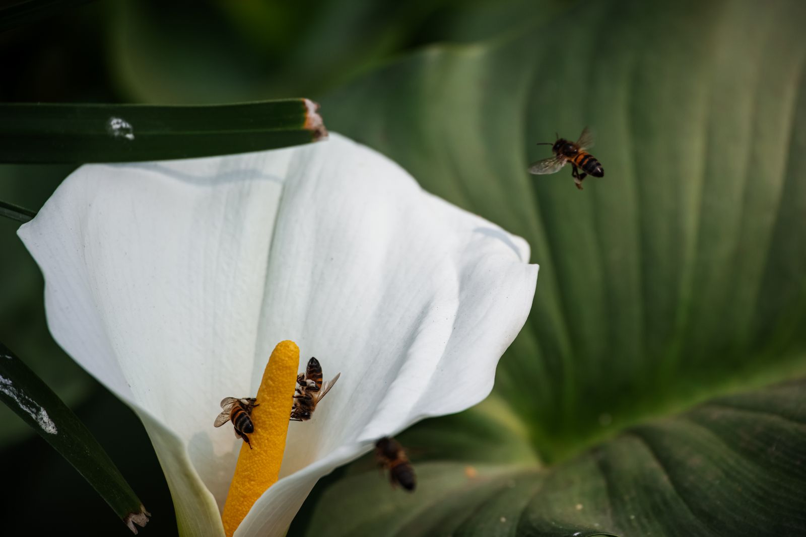 Lily Bee Photos, Download The BEST Free Lily Bee Stock Photos & HD Images