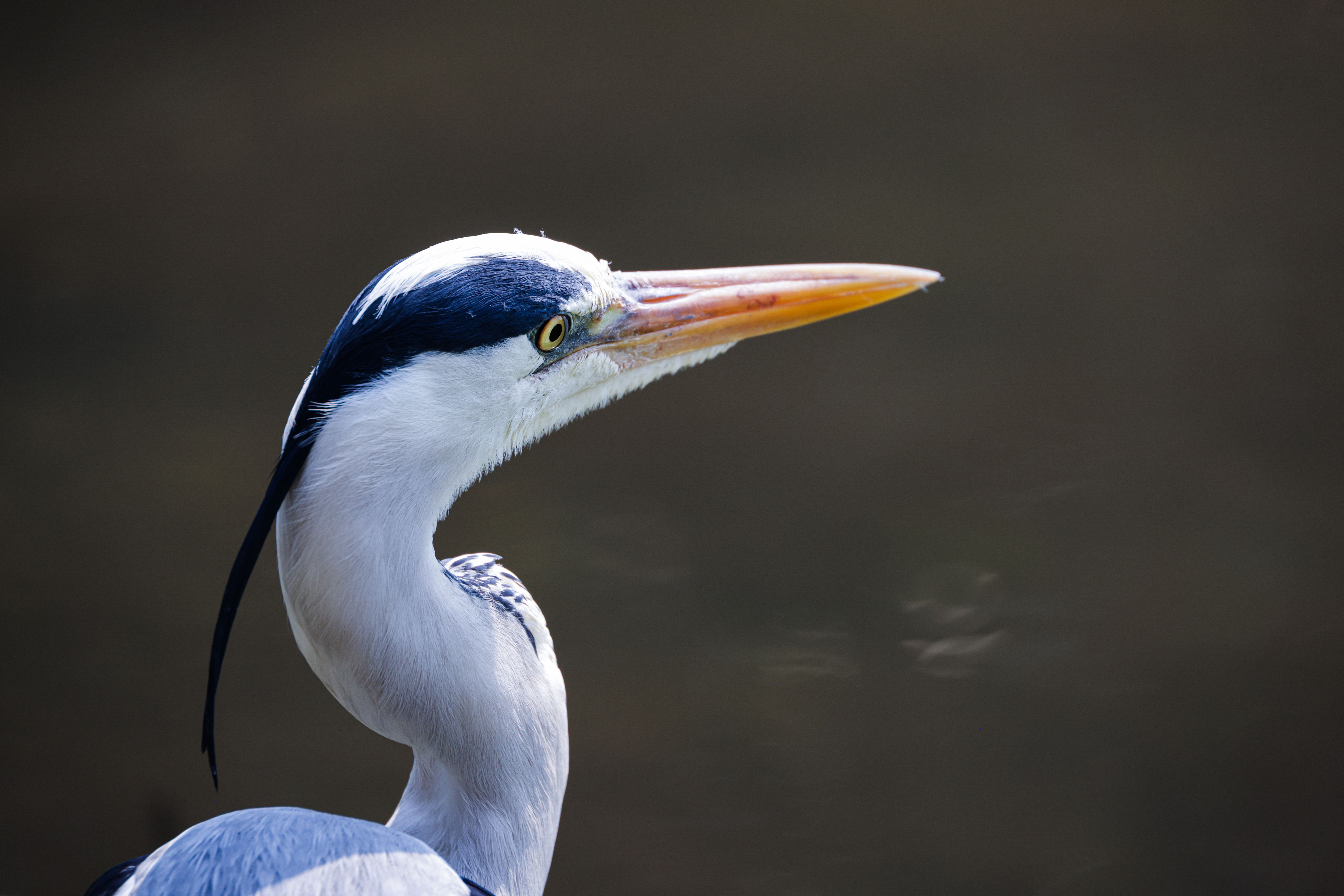 Big Bird Photos, Download The BEST Free Big Bird Stock Photos & HD Images