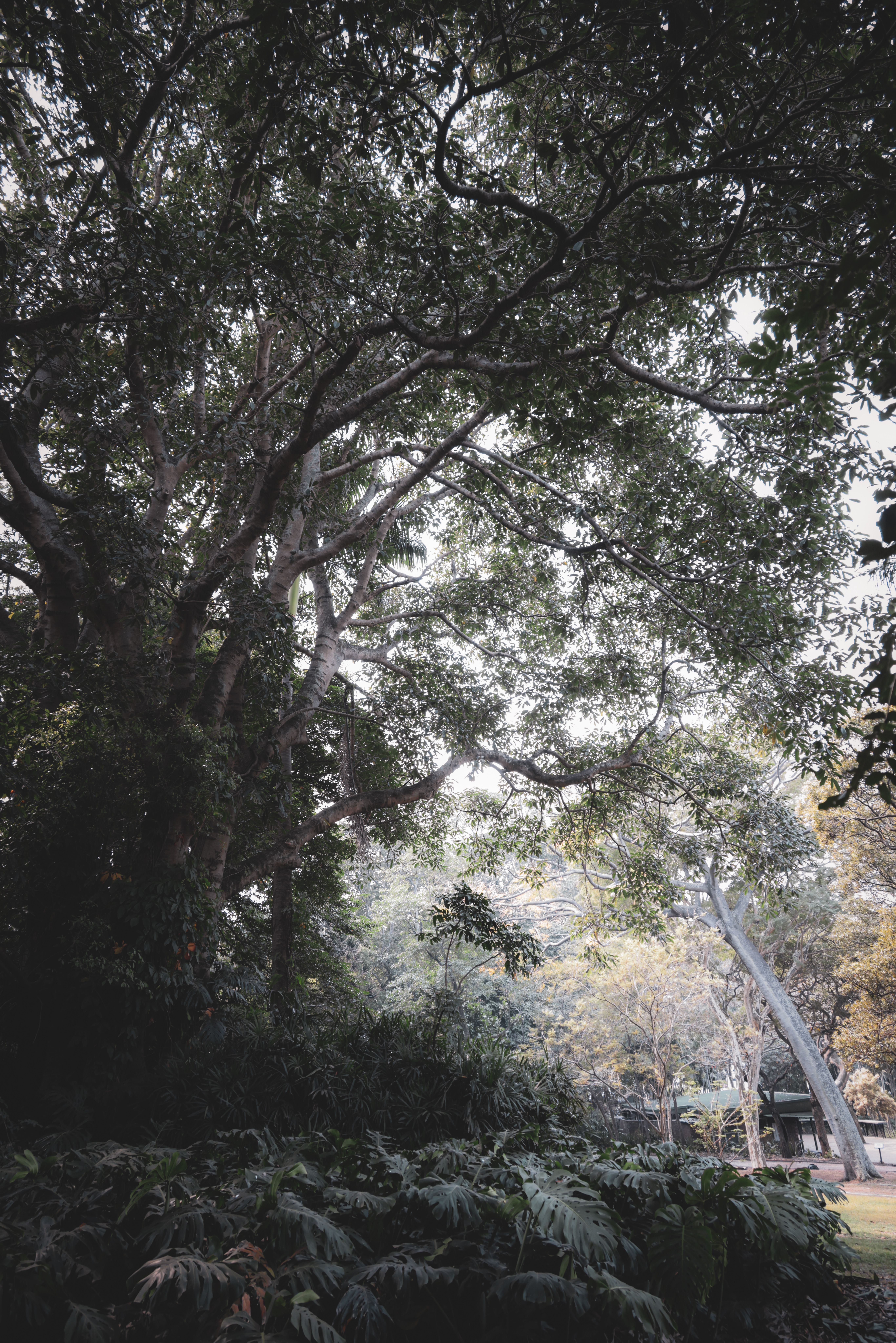 Green Grass Near Trees · Free Stock Photo