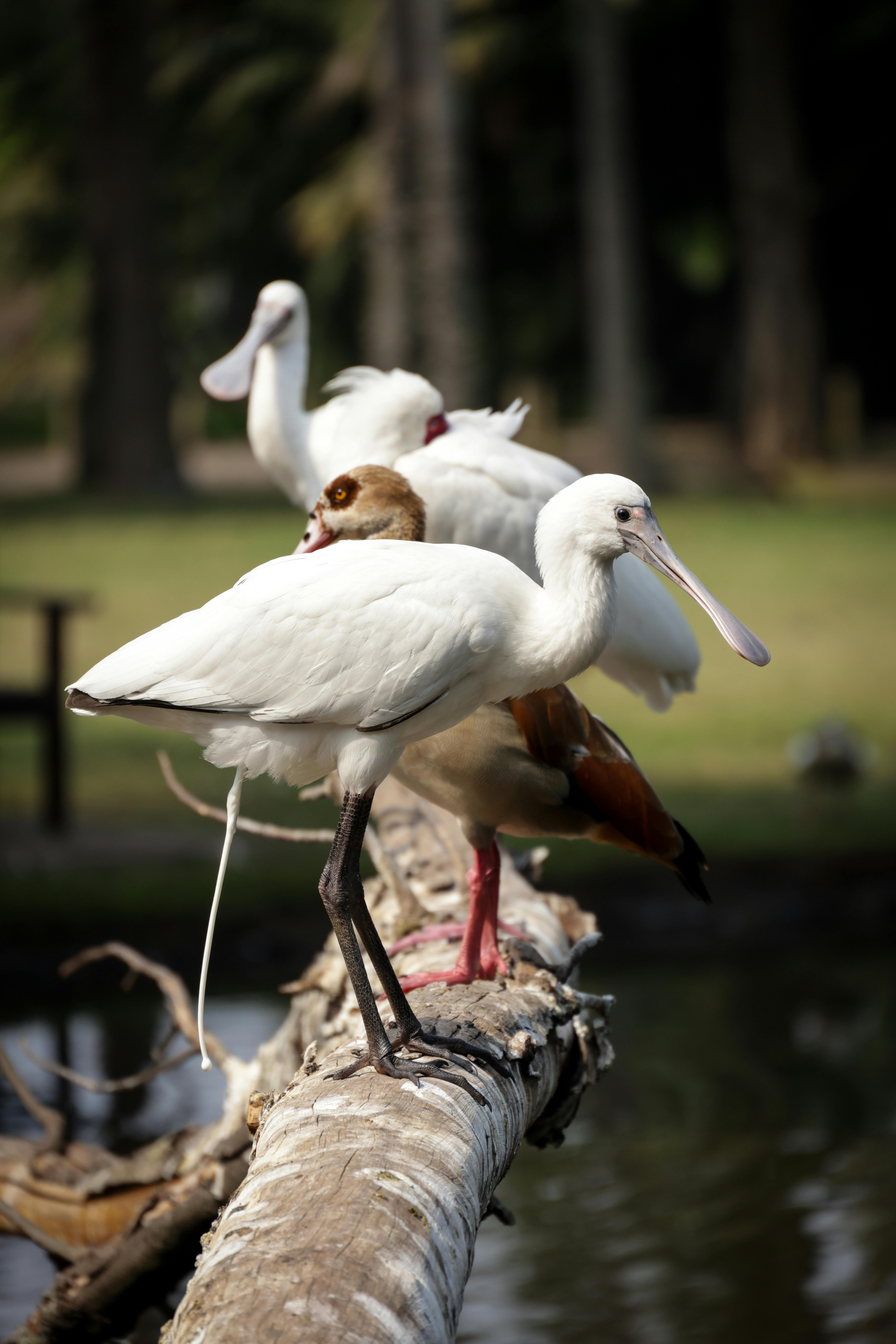 Different Animals Photos, Download The BEST Free Different Animals ...