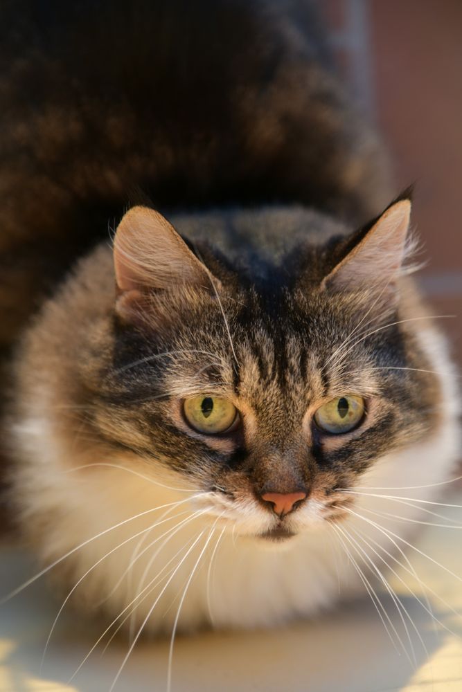 Le 8000+ migliori foto di Immagine Di Gatto · Download gratuito al 100% ...