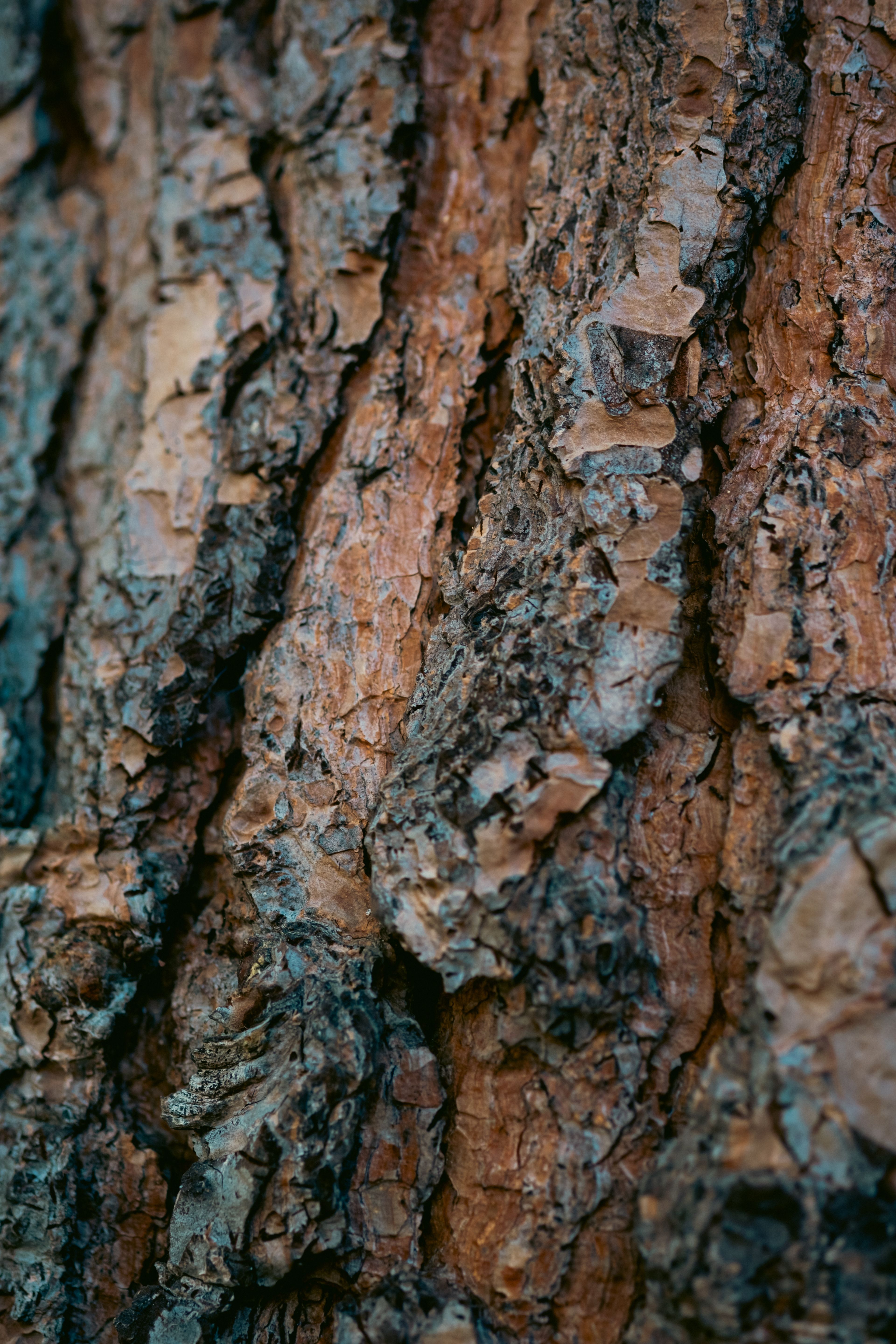 Tree Trunk in Close Up Photography · Free Stock Photo