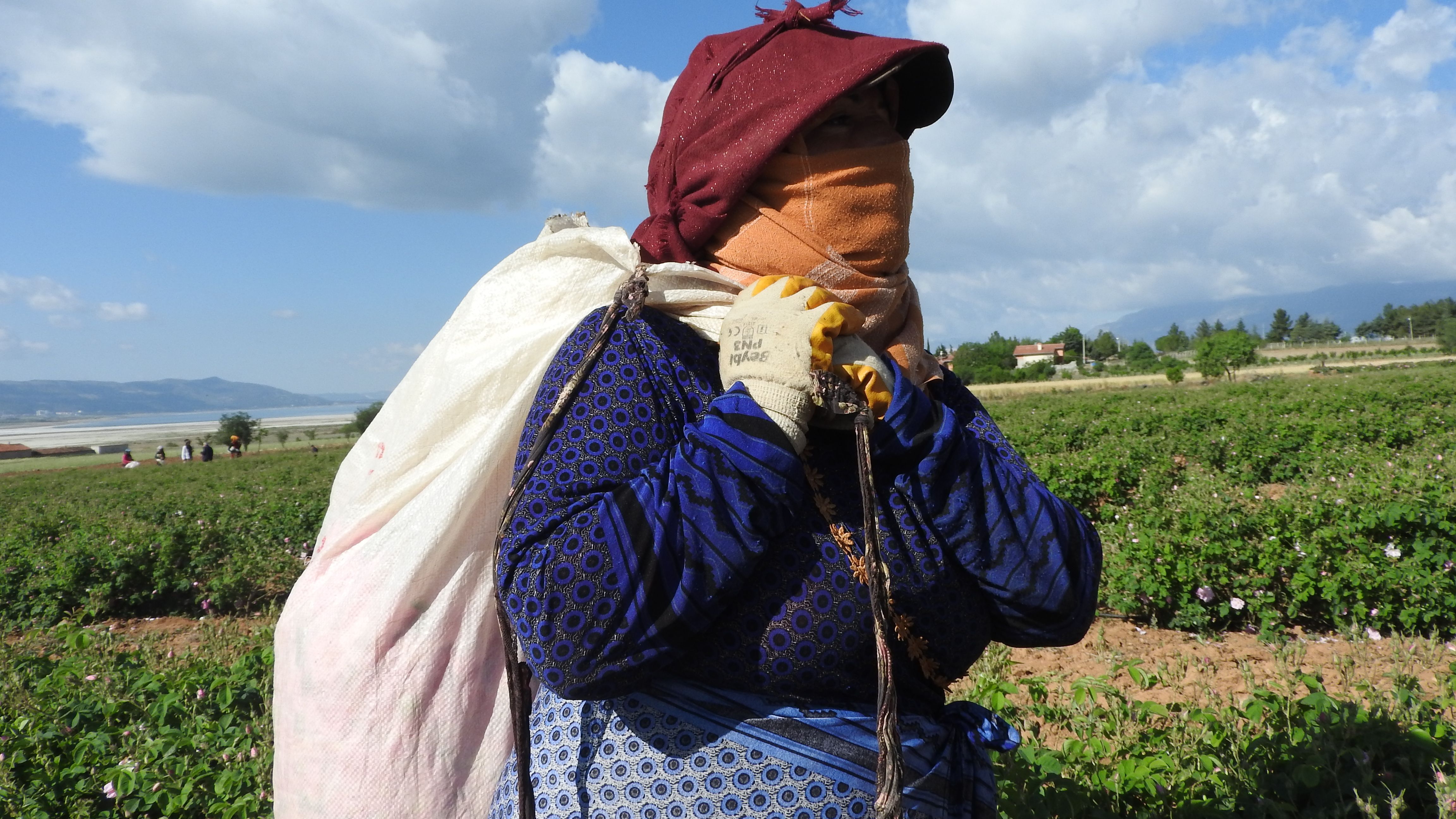 Foto de stock gratuita sobre agricultura, agricultura tradicional, al ...