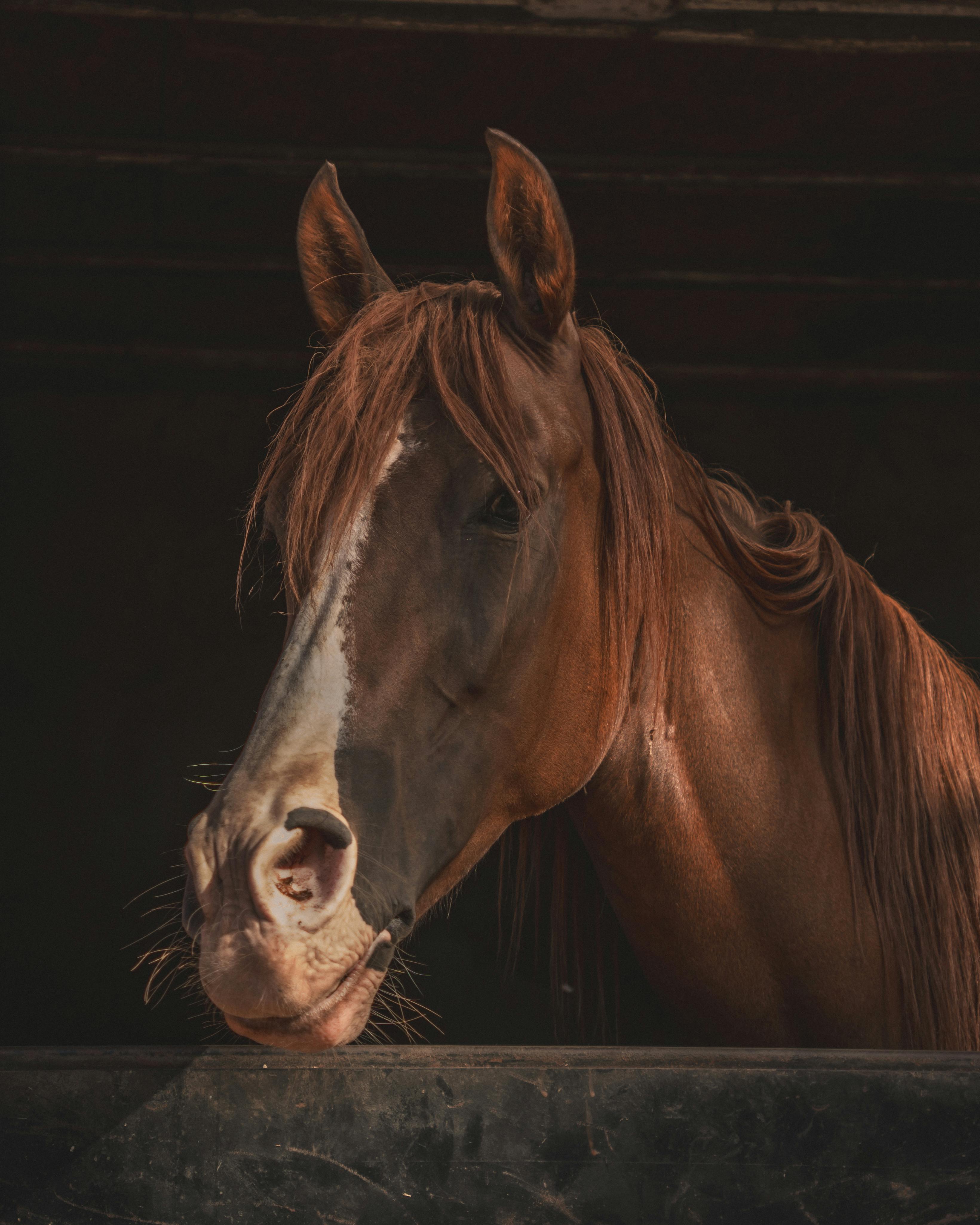 Beautiful Chestnut Horse in Stable Stall · Free Stock Photo