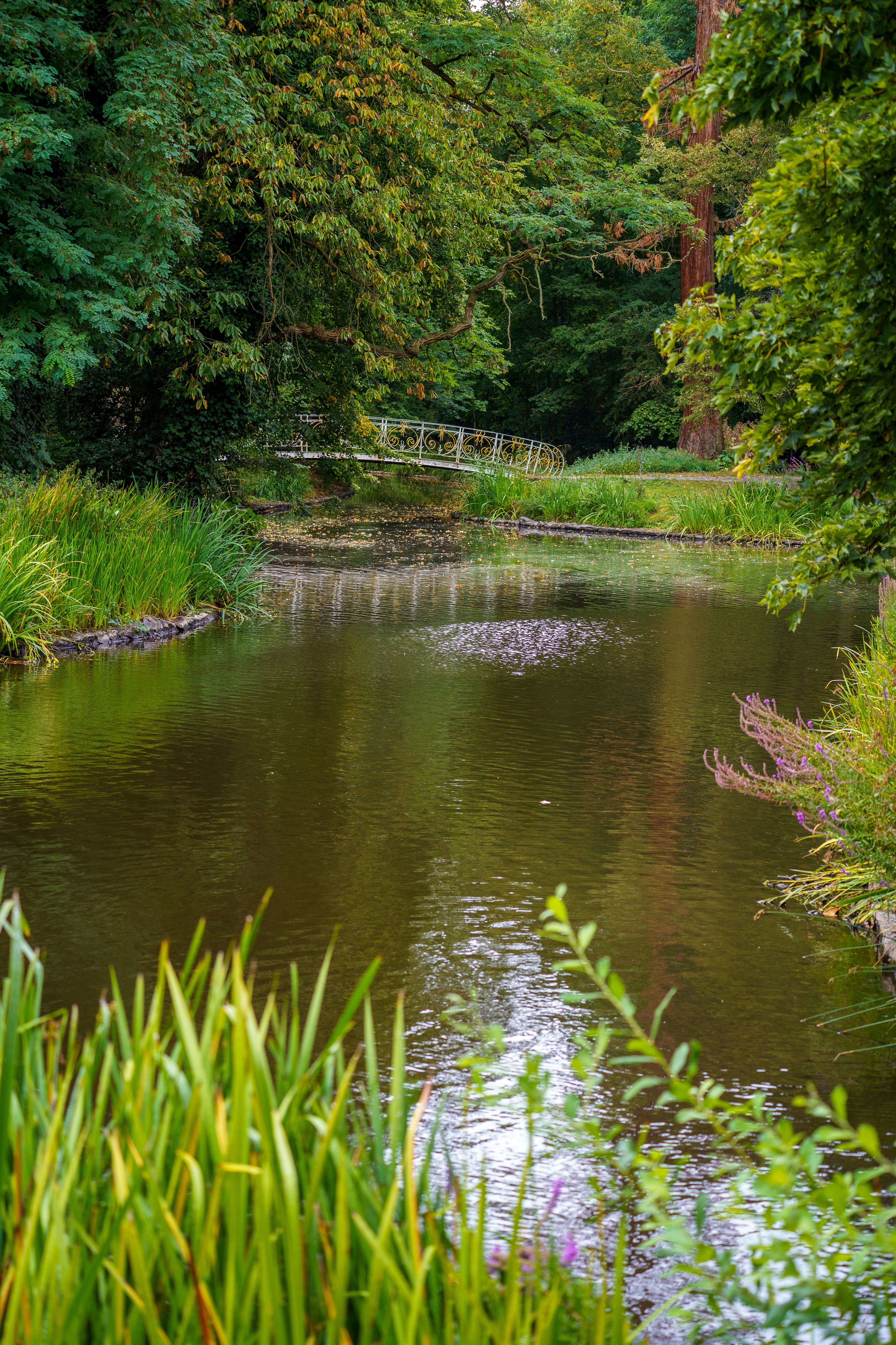 Serene Summer Landscape with Lush Greenery and Pond · Free Stock Photo