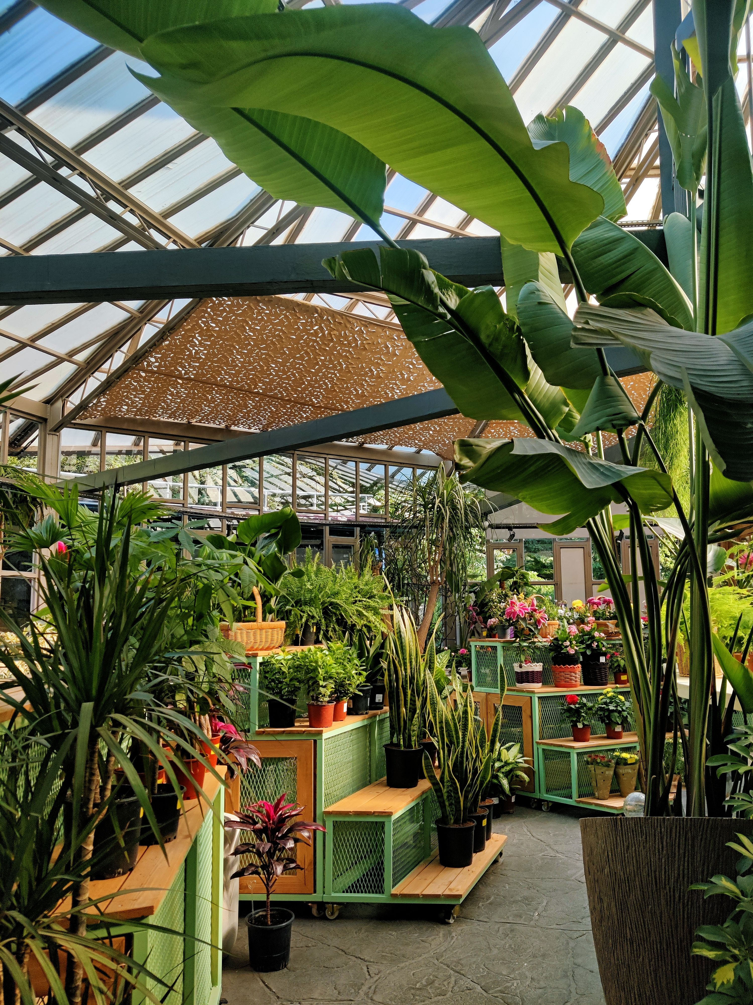Lush Greenery Inside a Sunlit Greenhouse · Free Stock Photo