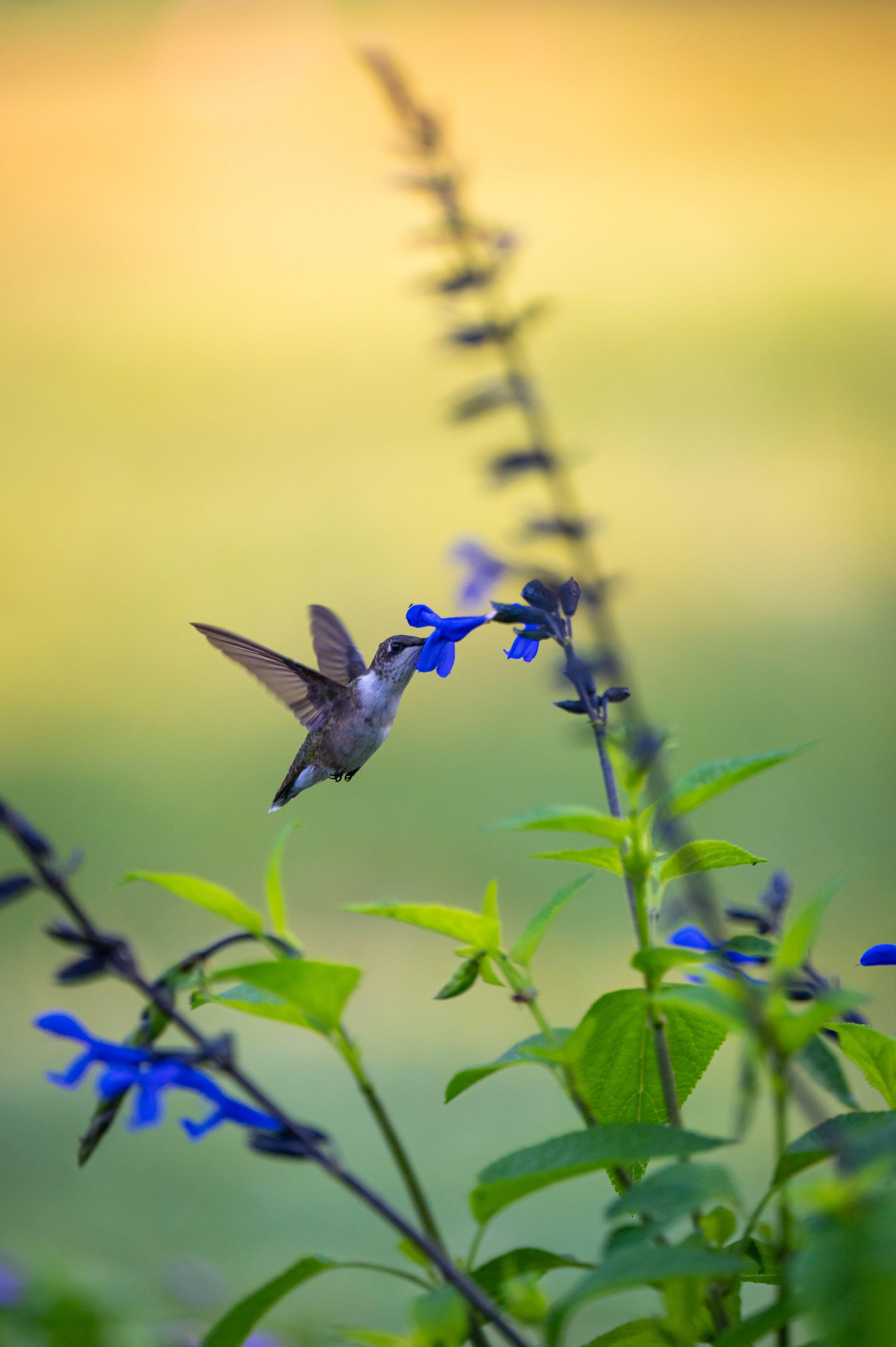 Flying Hummingbird Surrounded By Flowering Plants Photos, Download The ...