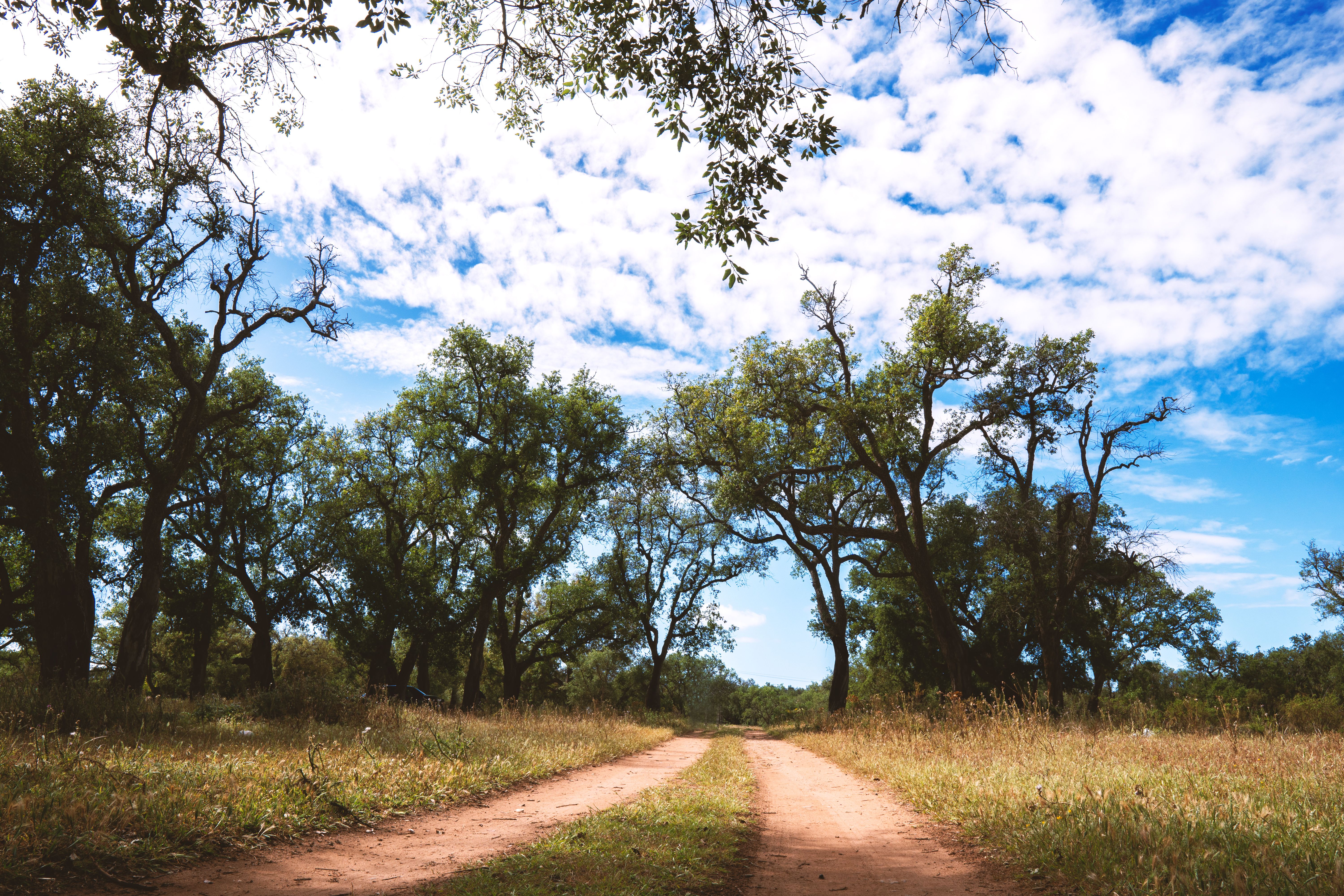Tranquil Forest Path Under Blue Sky · Free Stock Photo