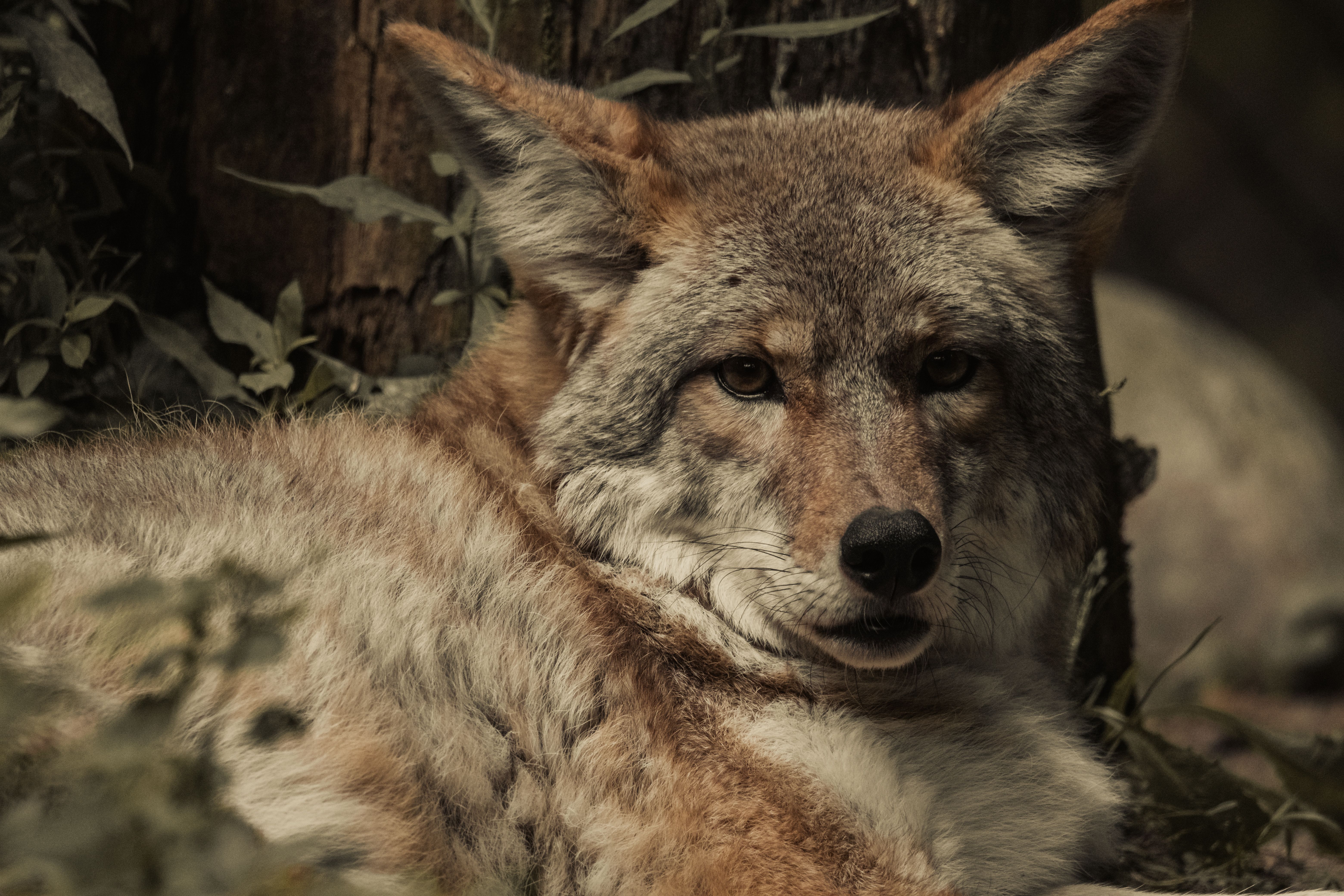 Close-up Portrait of a Resting Coyote · Free Stock Photo