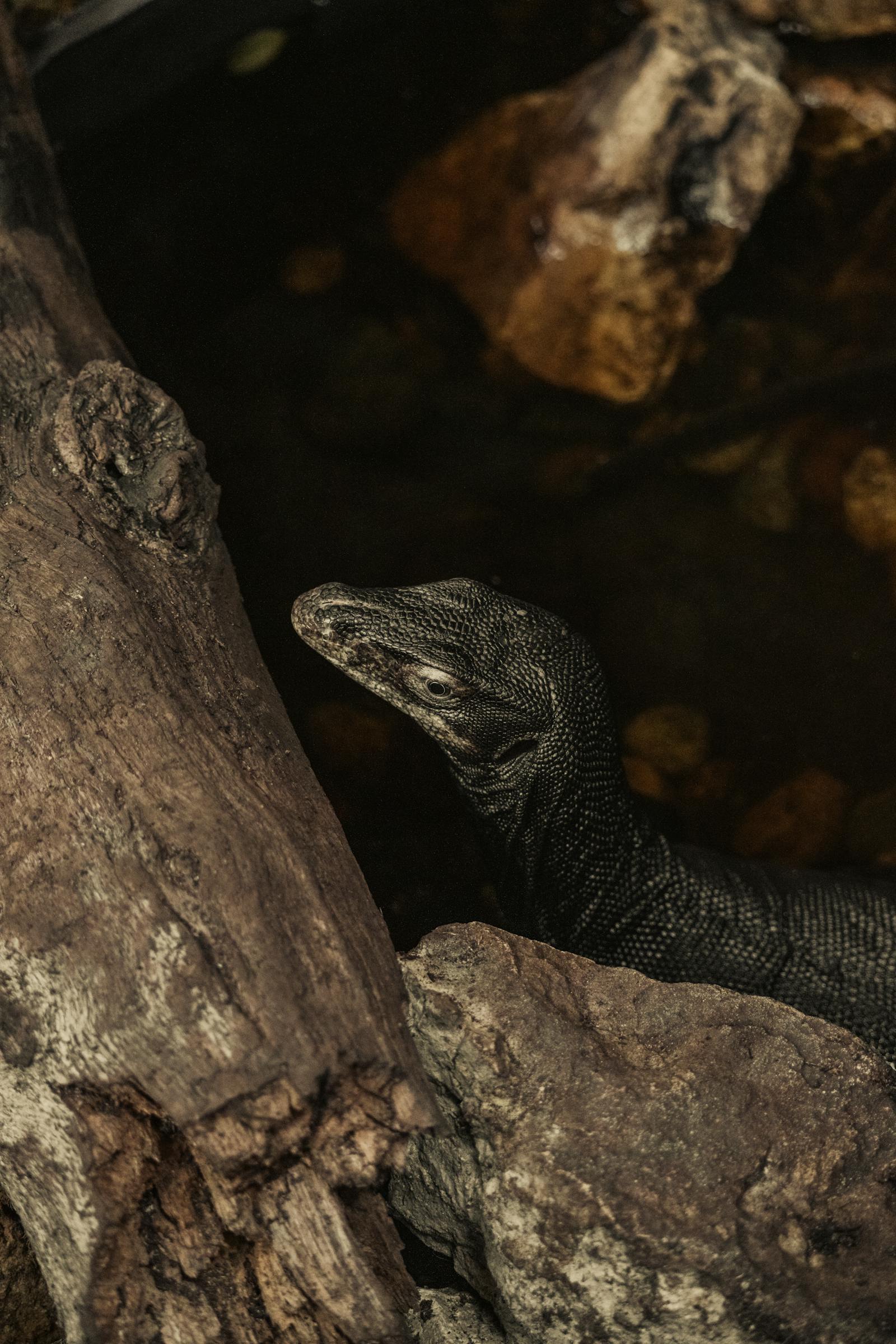 Monitor Lizard Photos, Download The BEST Free Monitor Lizard Stock ...