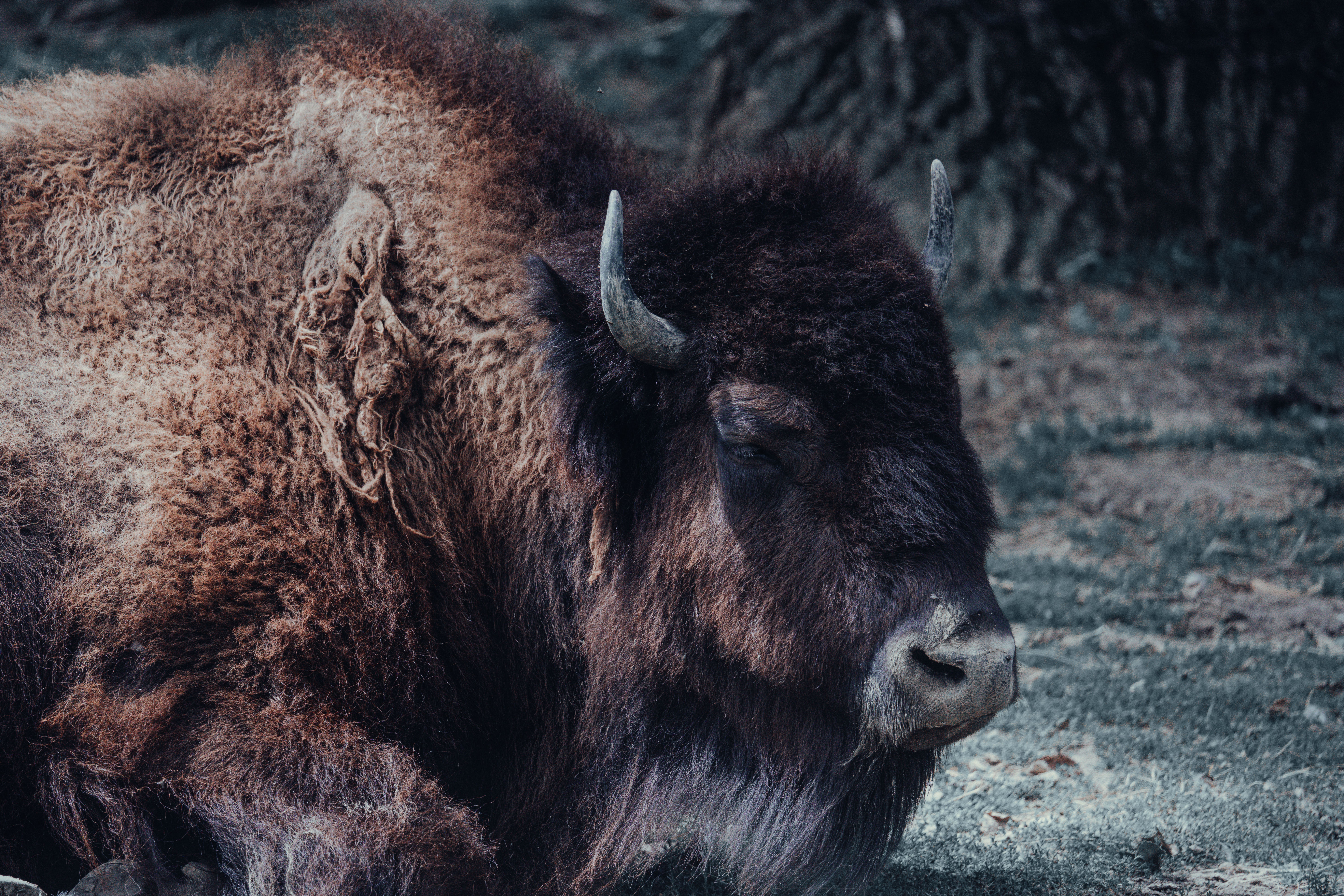 Close-Up of Resting American Bison in Nature · Free Stock Photo