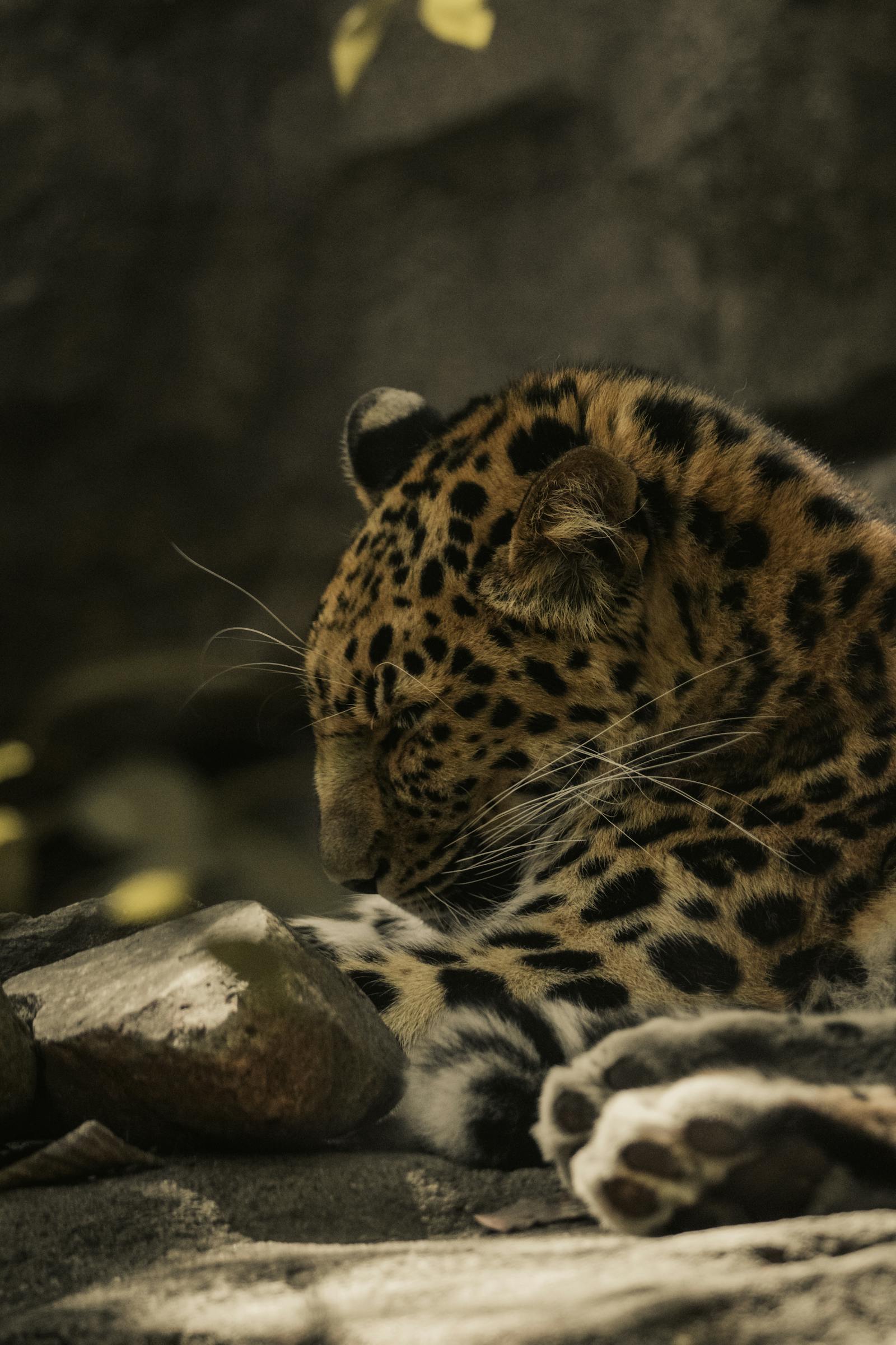 4k Leopard Desktop Wallpapers Photos, Download The BEST Free 4k Leopard ...
