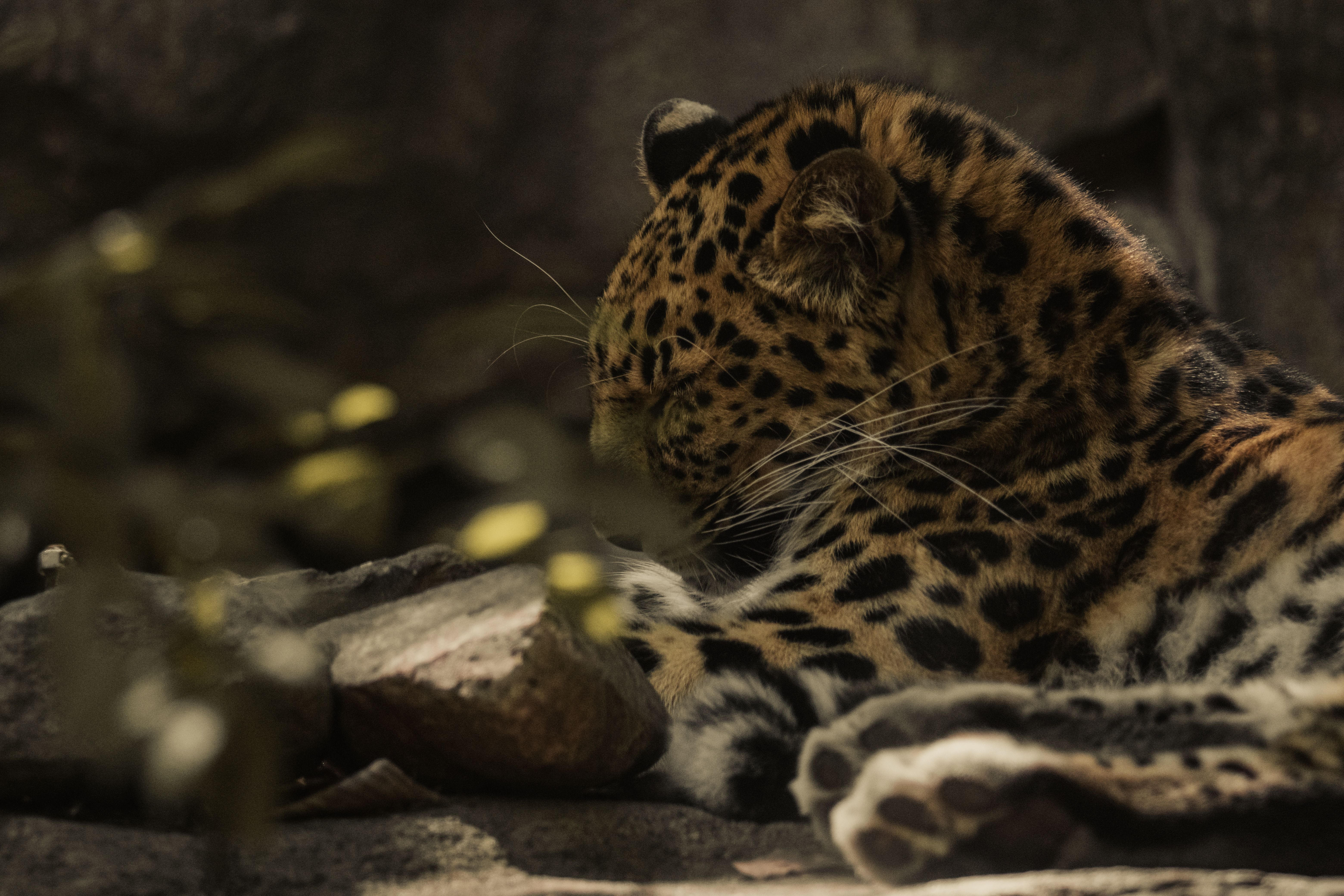 Elegant Leopard Resting in Natural Habitat · Free Stock Photo