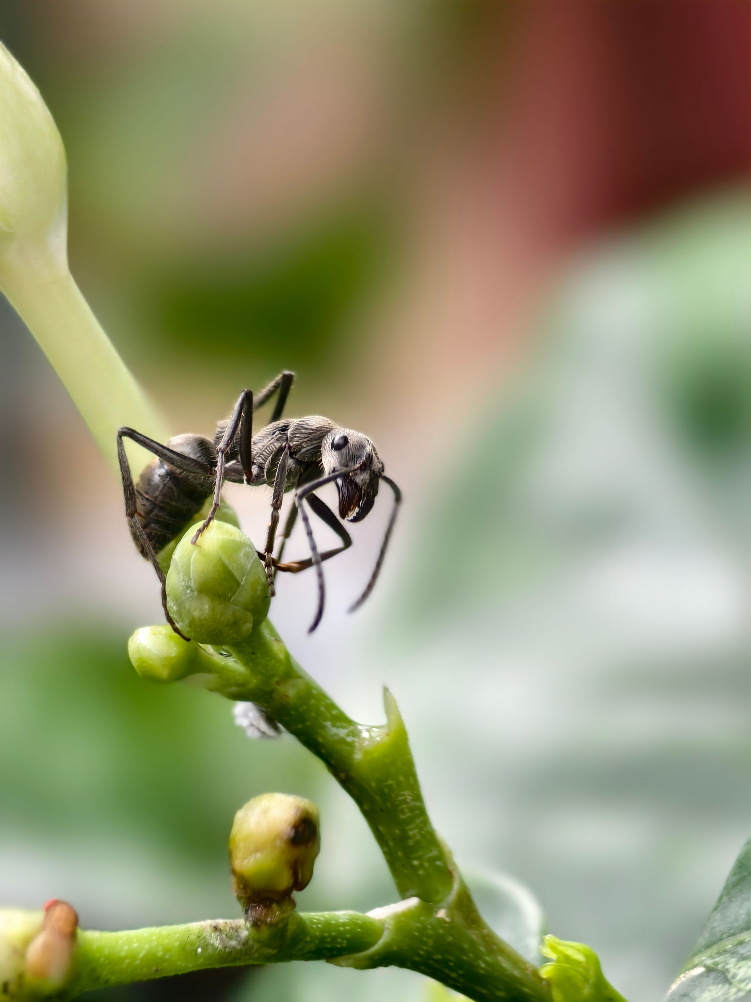 Close-up of Ant Climbing a Plant Stem · Free Stock Photo