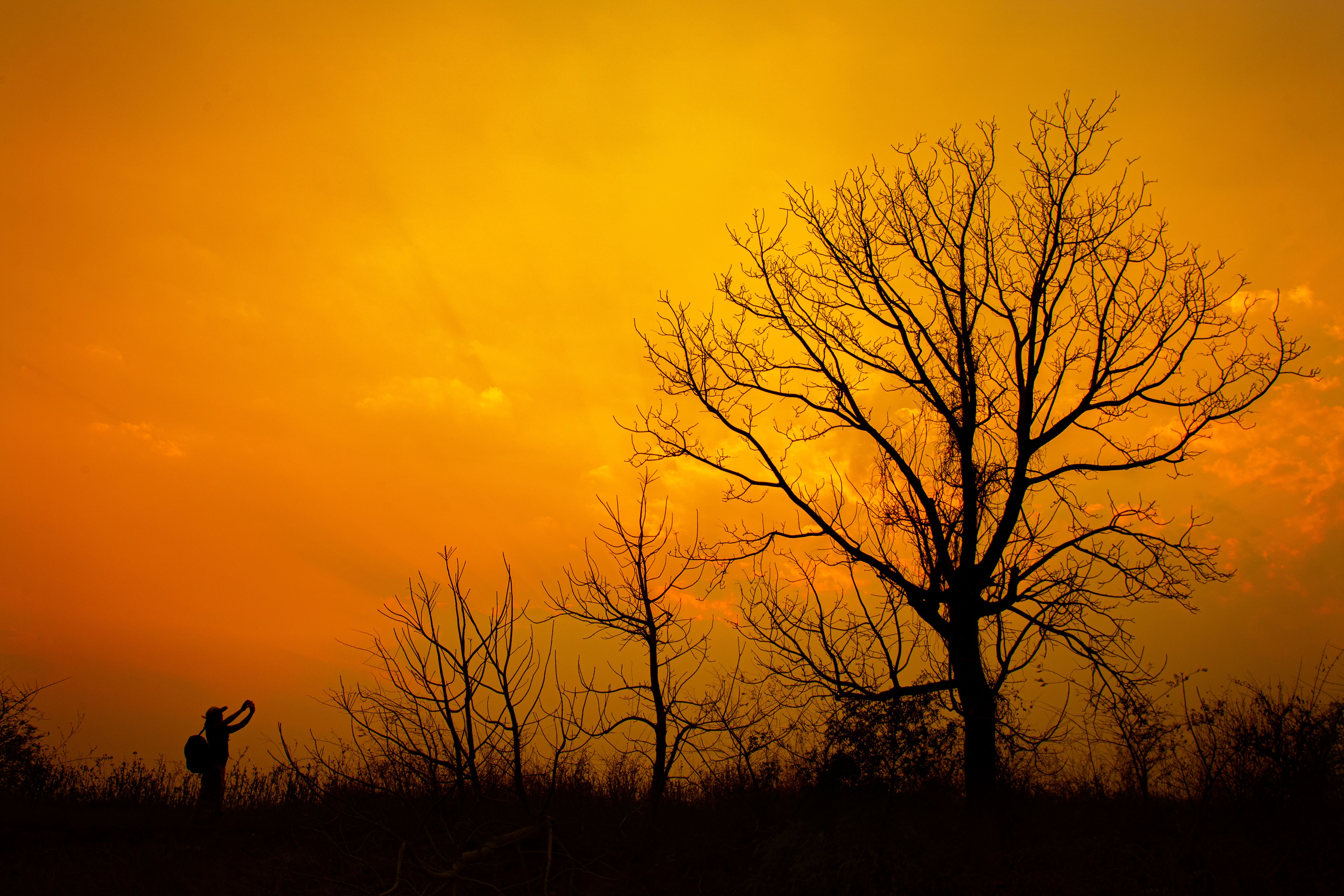 Silhouetted Tree at Sunset in Sagaing, Myanmar · Free Stock Photo