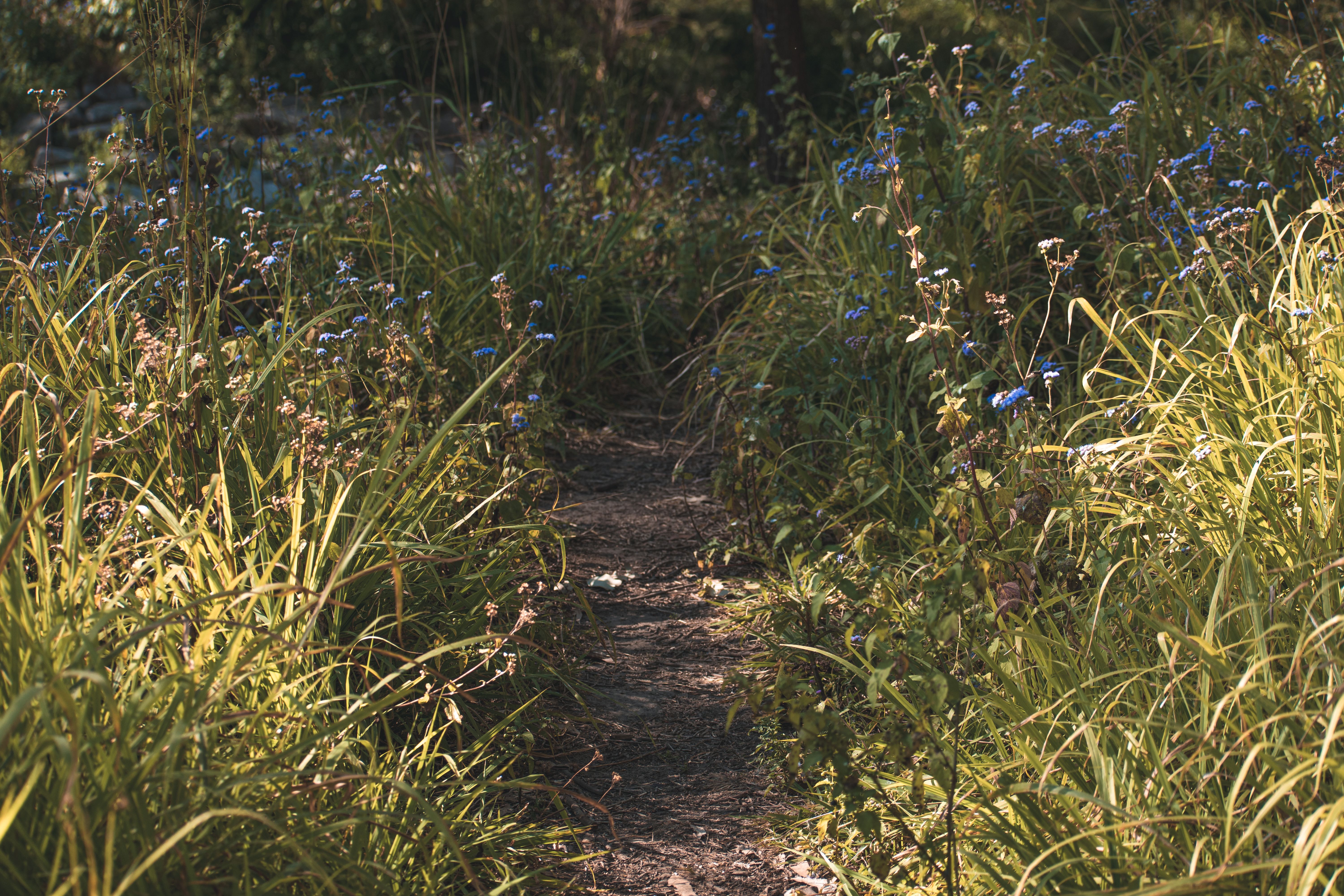 Tranquil Forest Pathway with Wildflowers in Brisbane · Free Stock Photo