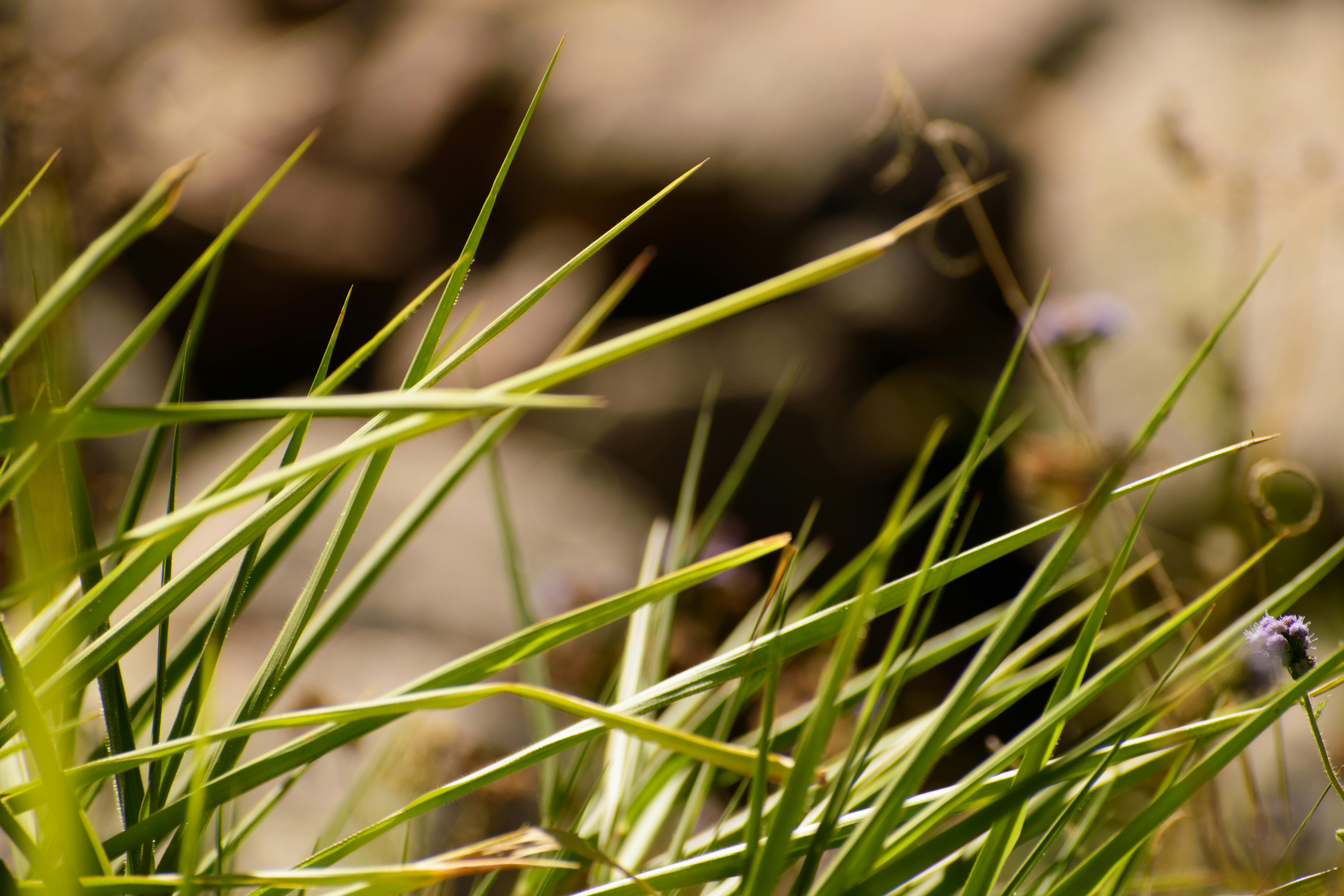 Does Cutting Grass Make It Grow Thicker Faster
