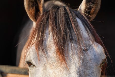 Equine Conformation Chart Guide: Buyer & Breeder Essentials