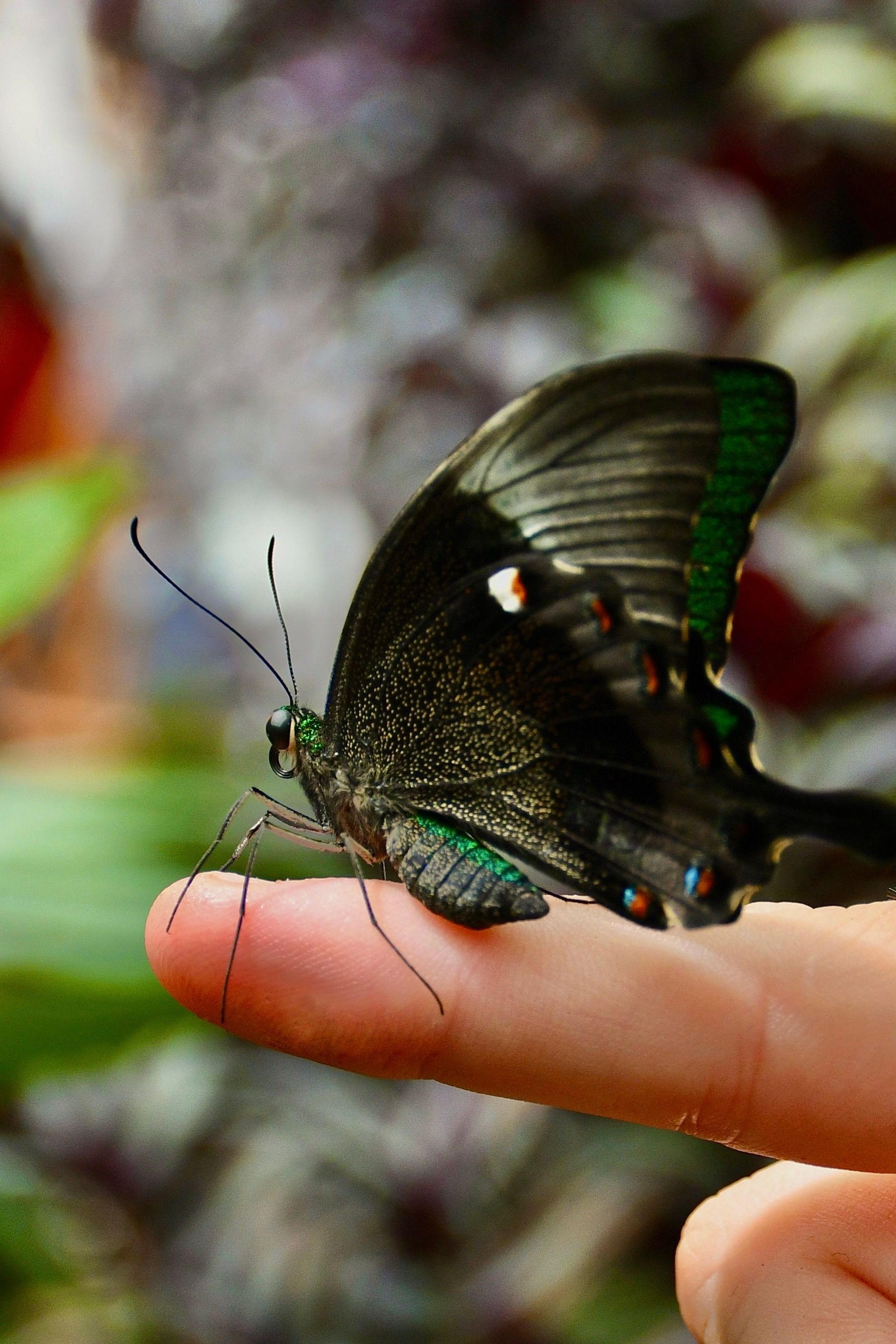 Close-Up of Butterfly on Finger · Free Stock Photo