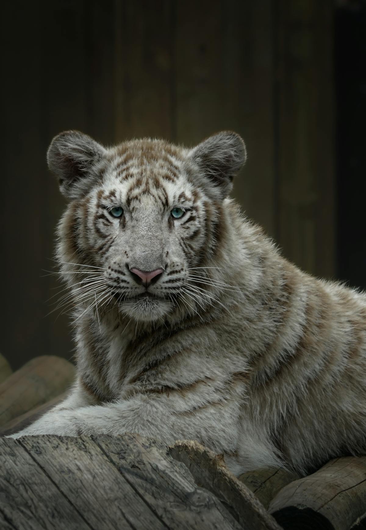 White Tiger Photos, Download The BEST Free White Tiger Stock Photos ...
