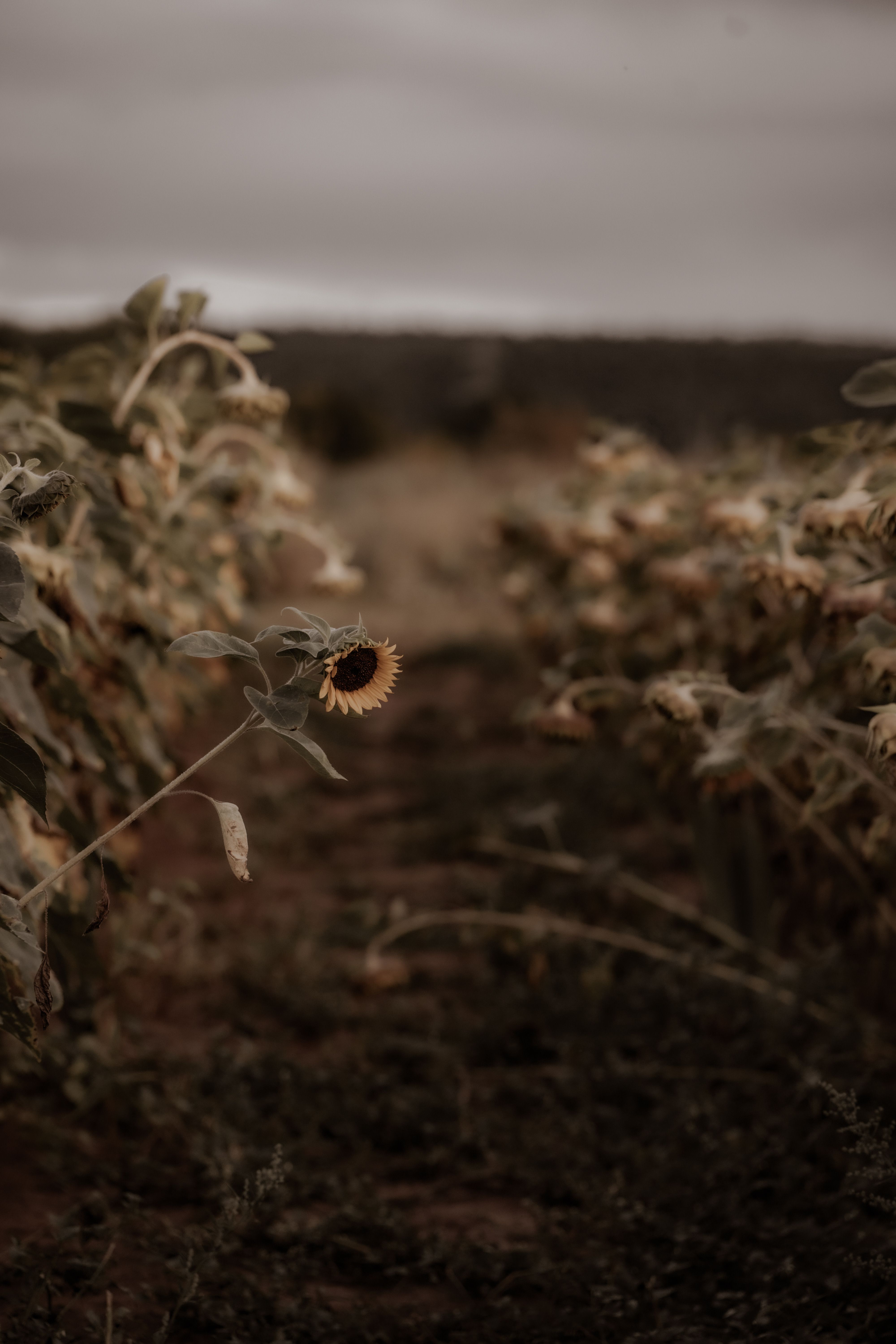 Free A single sunflower stands in a dark, moody field under an overcast ...