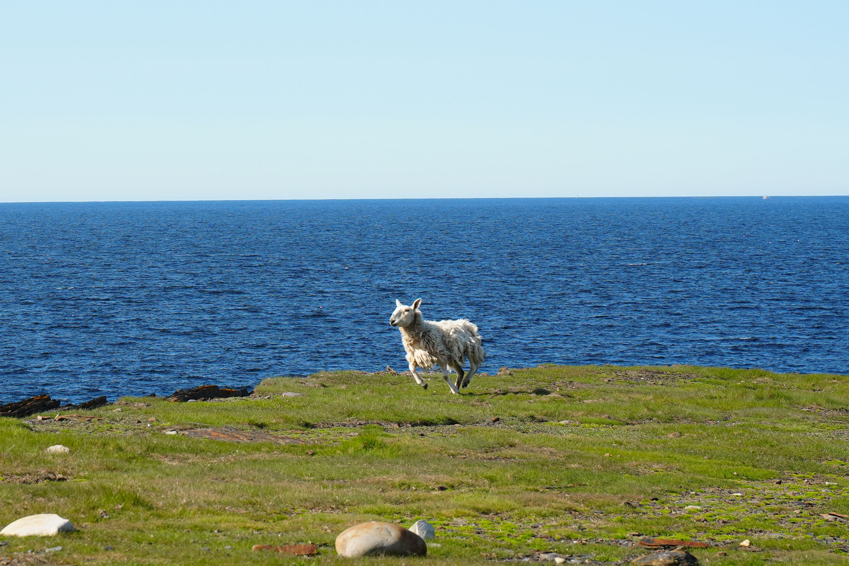 Goat Grazing by the Ocean in Nova Scotia · Free Stock Photo