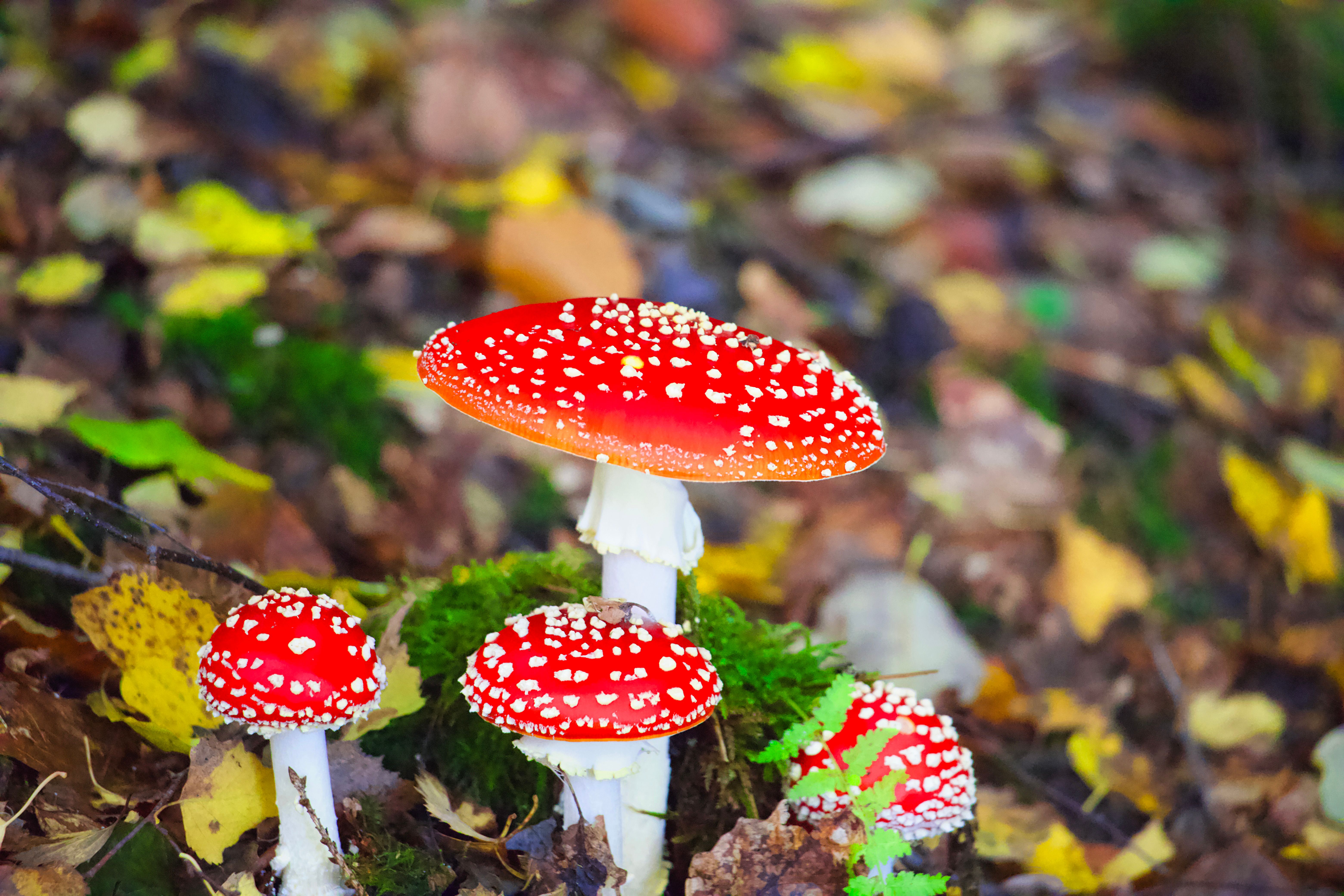 Vibrant Red Fly Agaric Mushrooms in Forest · Free Stock Photo