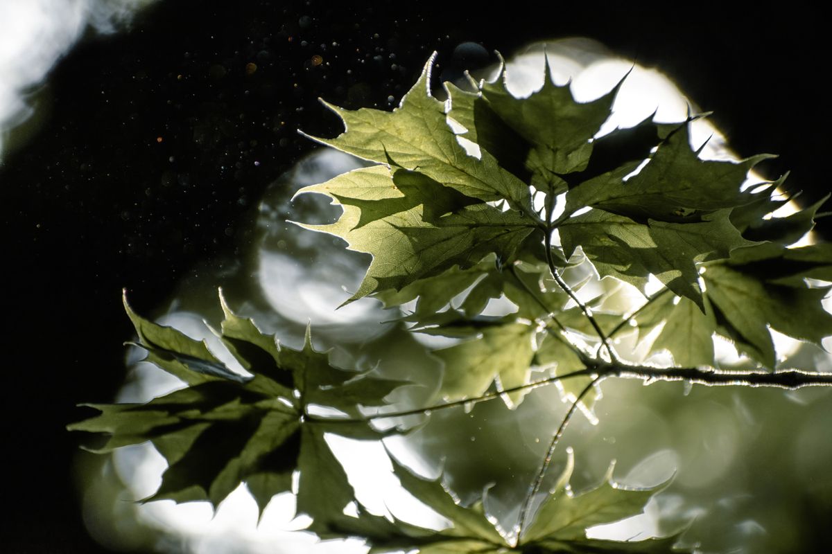Hard Maple vs Soft Maple: Which Is Better for Your Project?