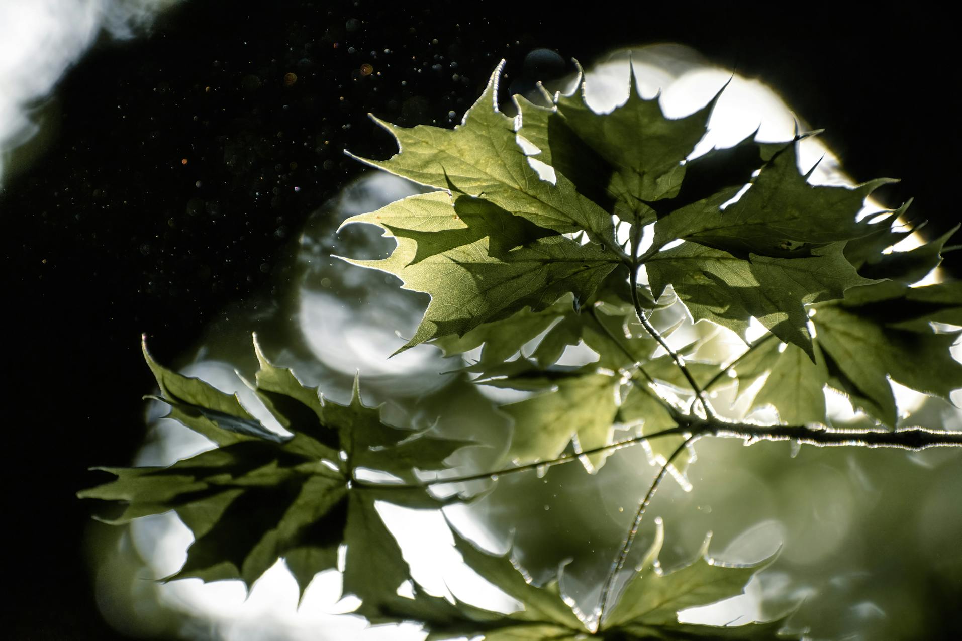 Hard Maple vs Soft Maple: Which Is Better for Your Project?