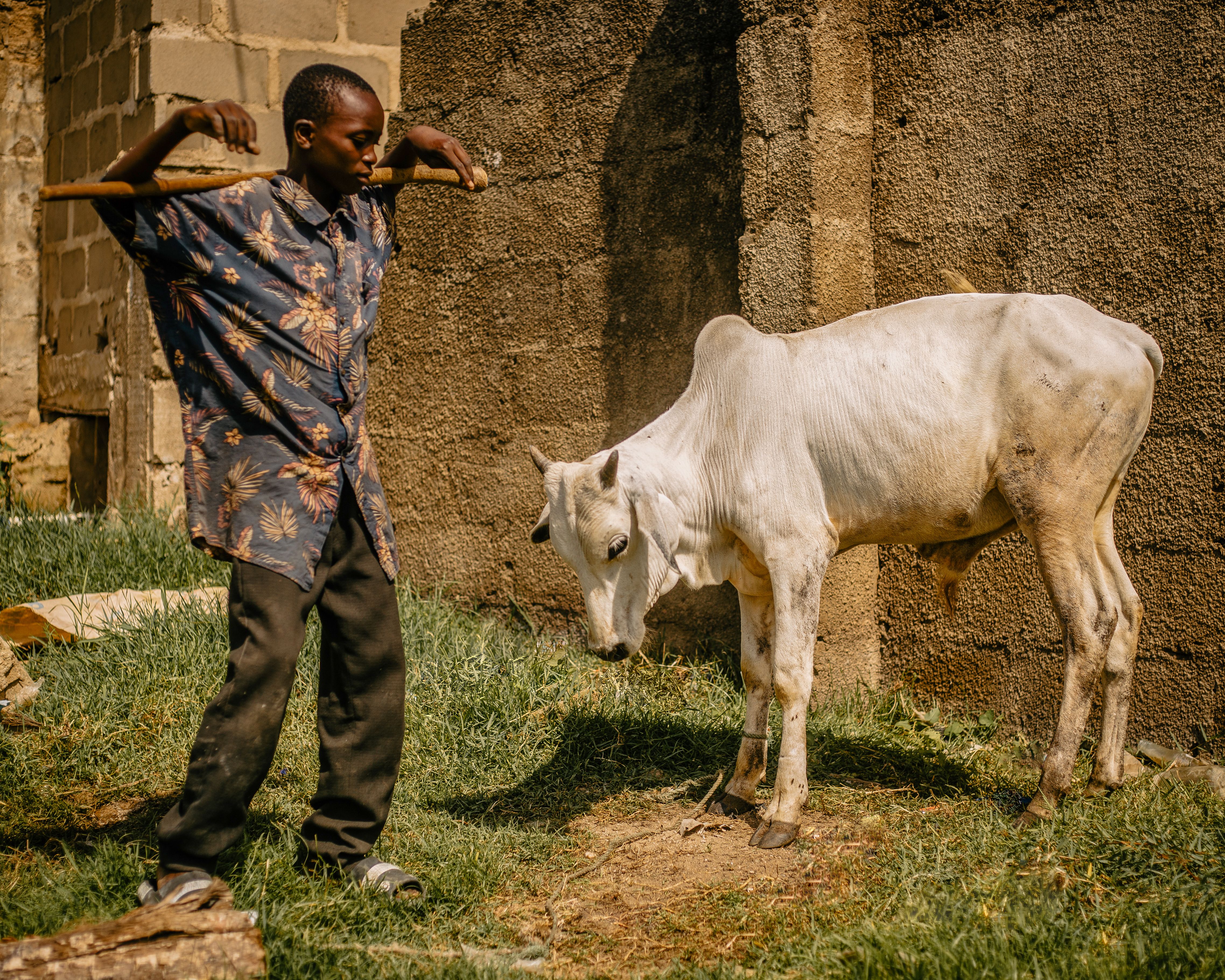 Sapi+Ongole Photos, Download The BEST Free Sapi+Ongole Stock Photos ...