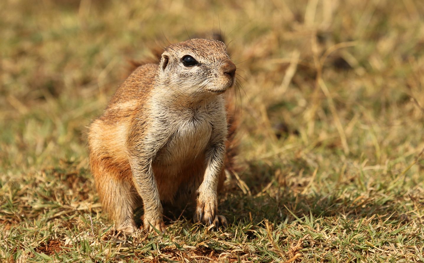 African Spiny Mouse: Fun Facts and Useful Information