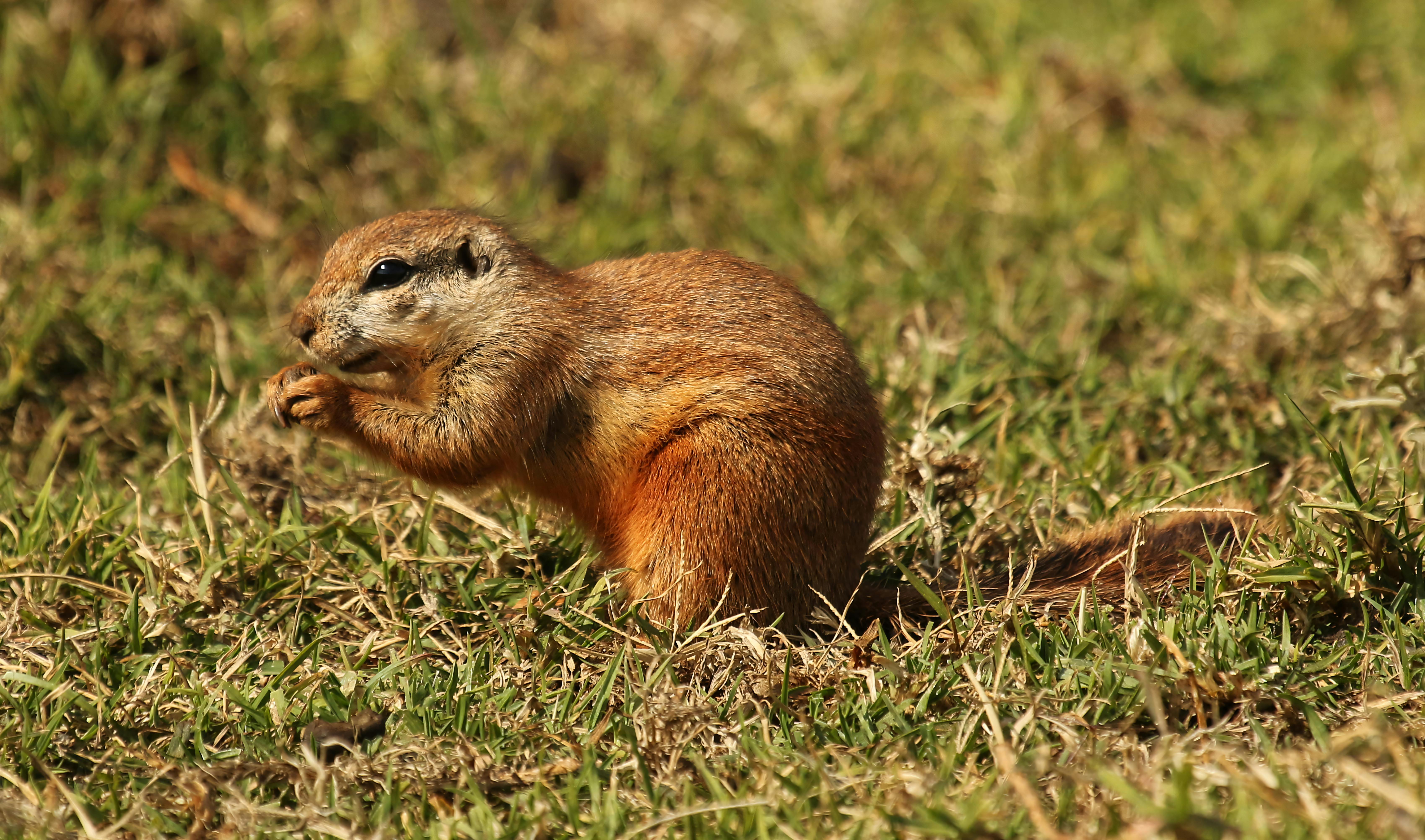Africa rodents of South Africa: diversity & ID guide