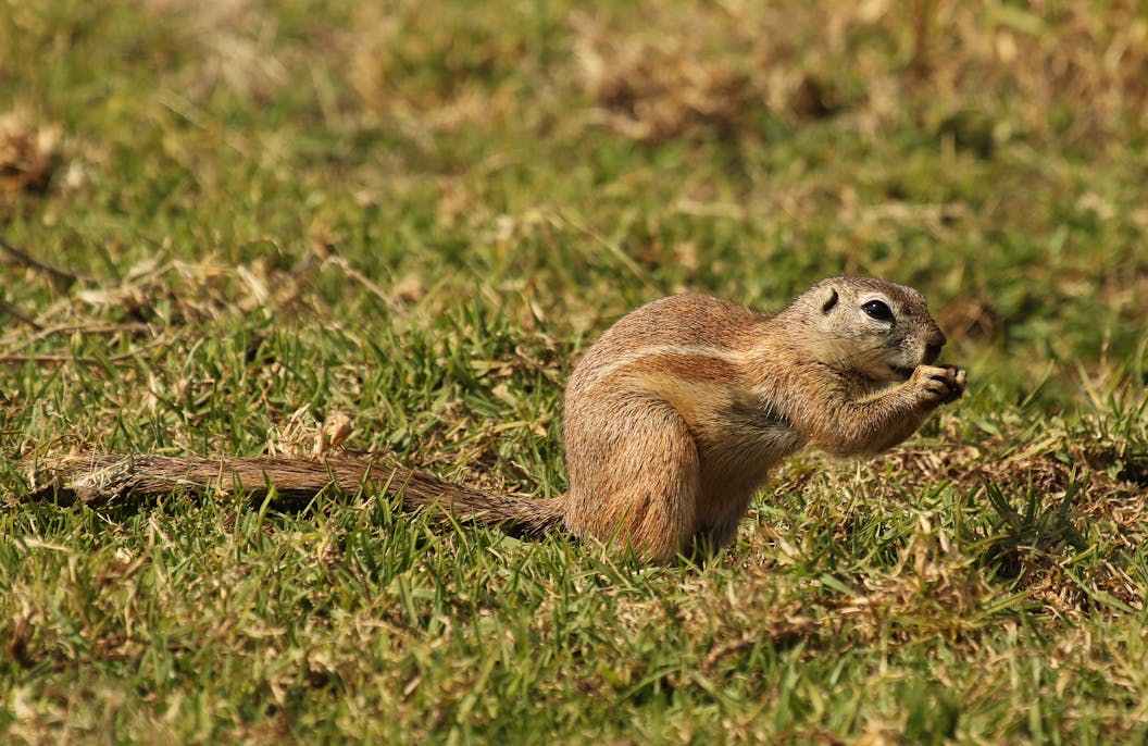 African Pygmy Mouse: Fun Facts and Care Tips for Beginners