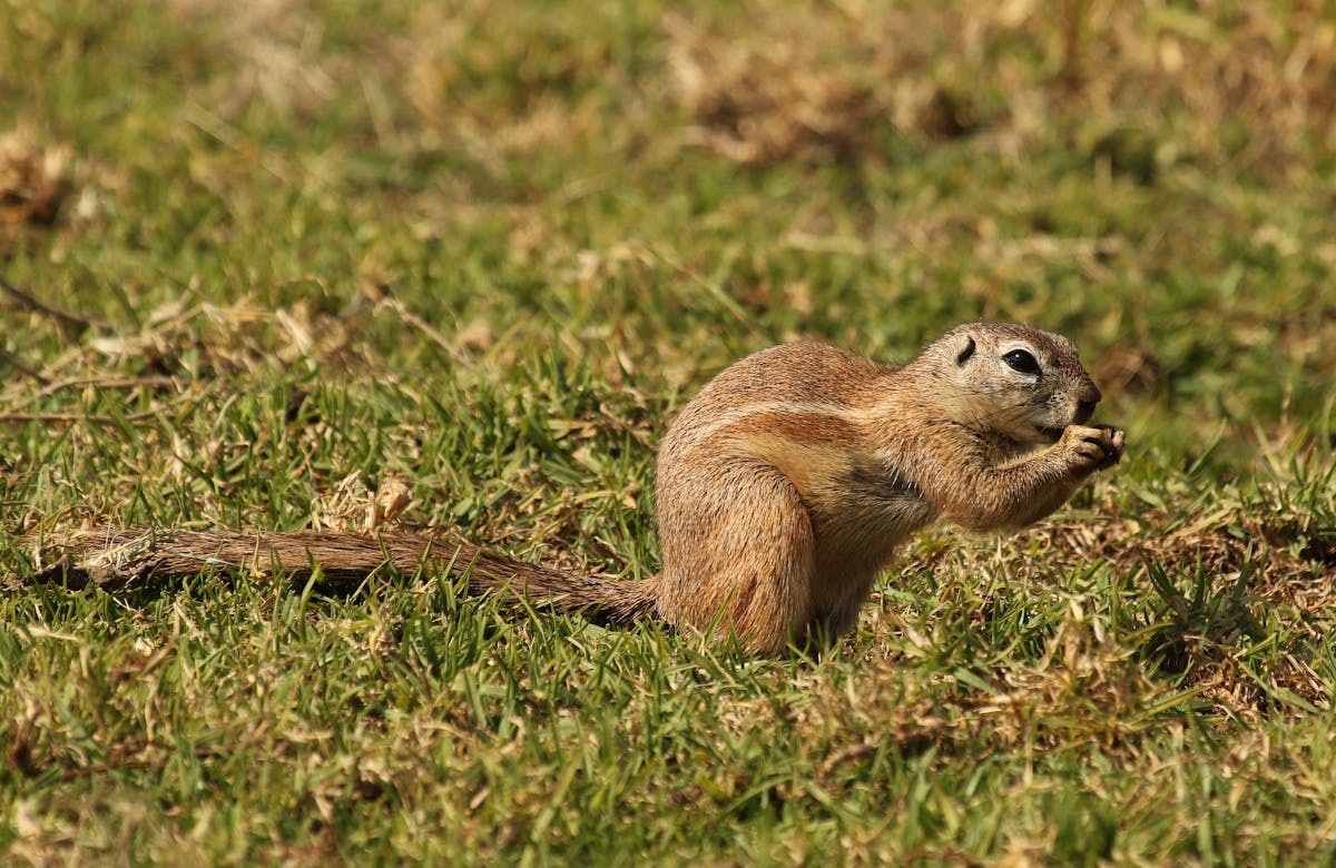African Pygmy Mouse: Fun Facts and Care Tips for Beginners
