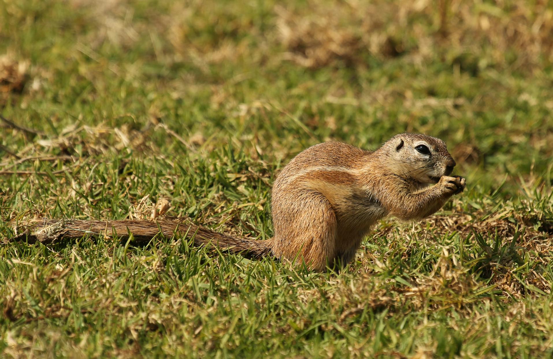 Africa rodents of South Africa: diversity & ID guide