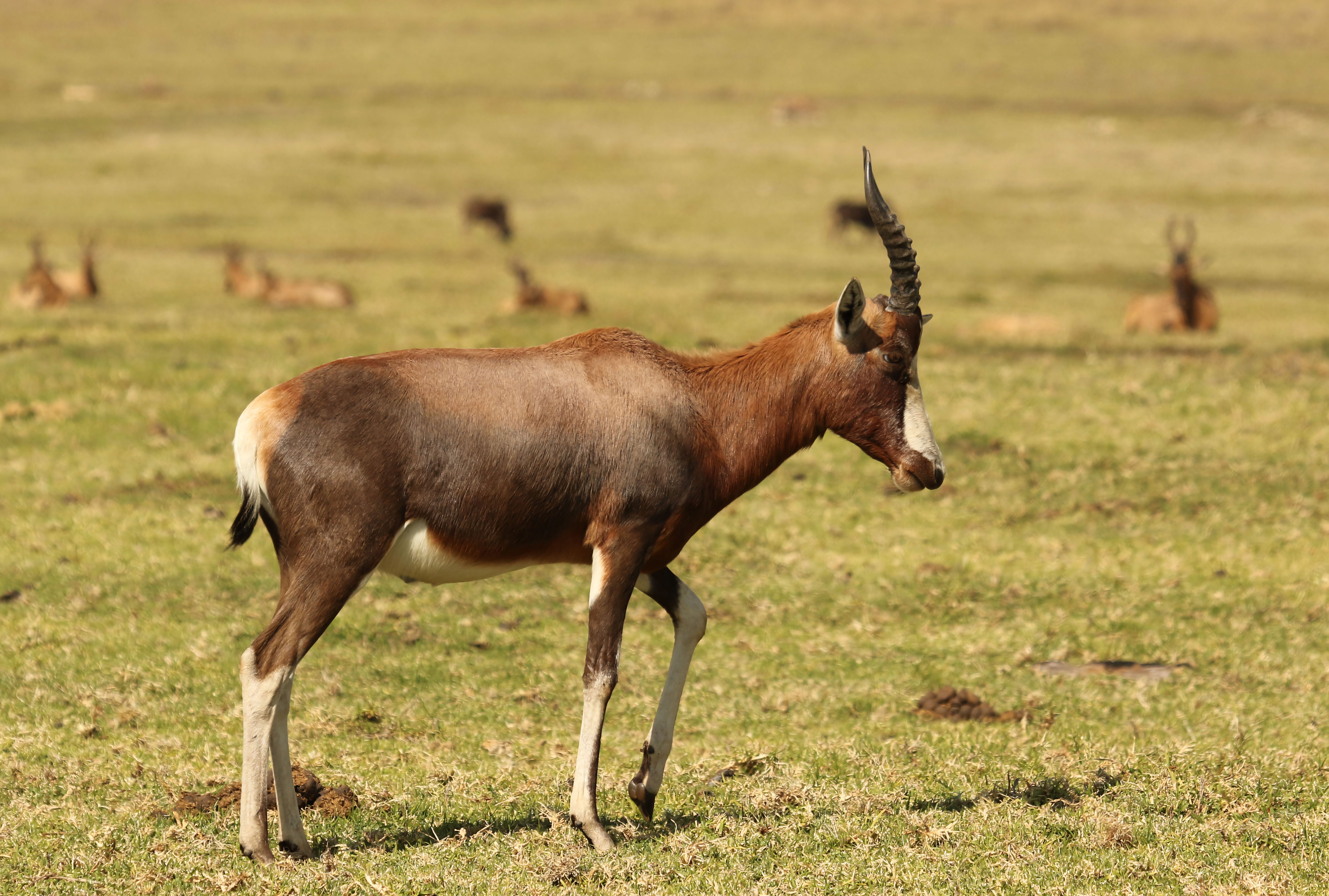 Blesbok Antelope in a South African Grassland · Free Stock Photo
