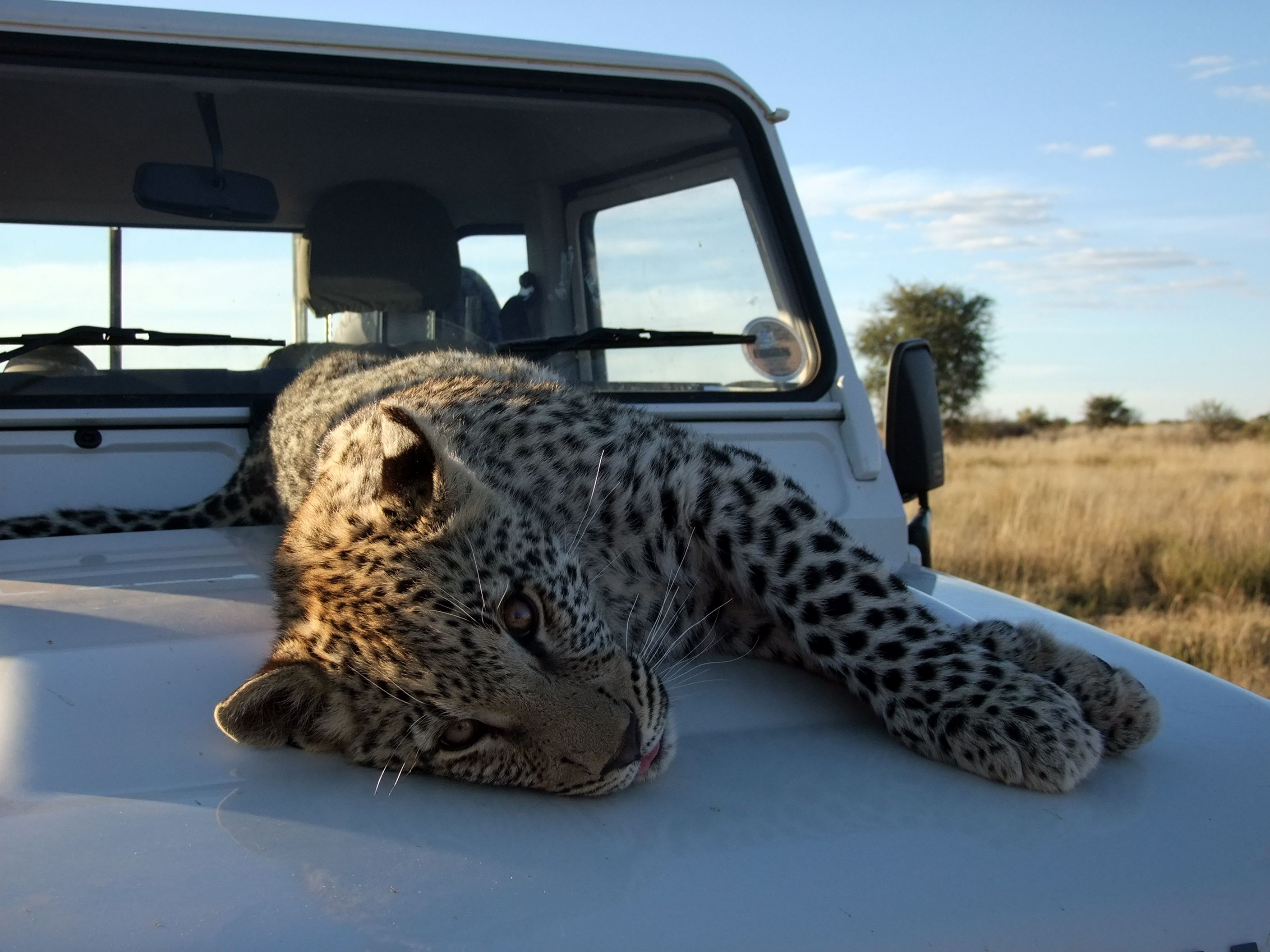 Leopard Resting on Safari Vehicle in Namibia · Free Stock Photo
