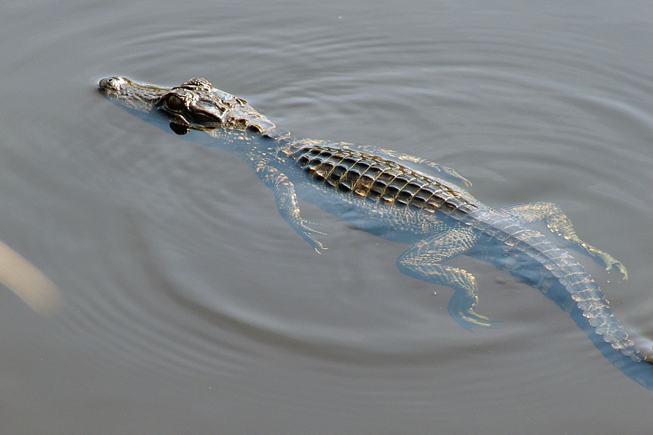 Exploring Semi Aquatic Reptiles: Unique Species and Habitats