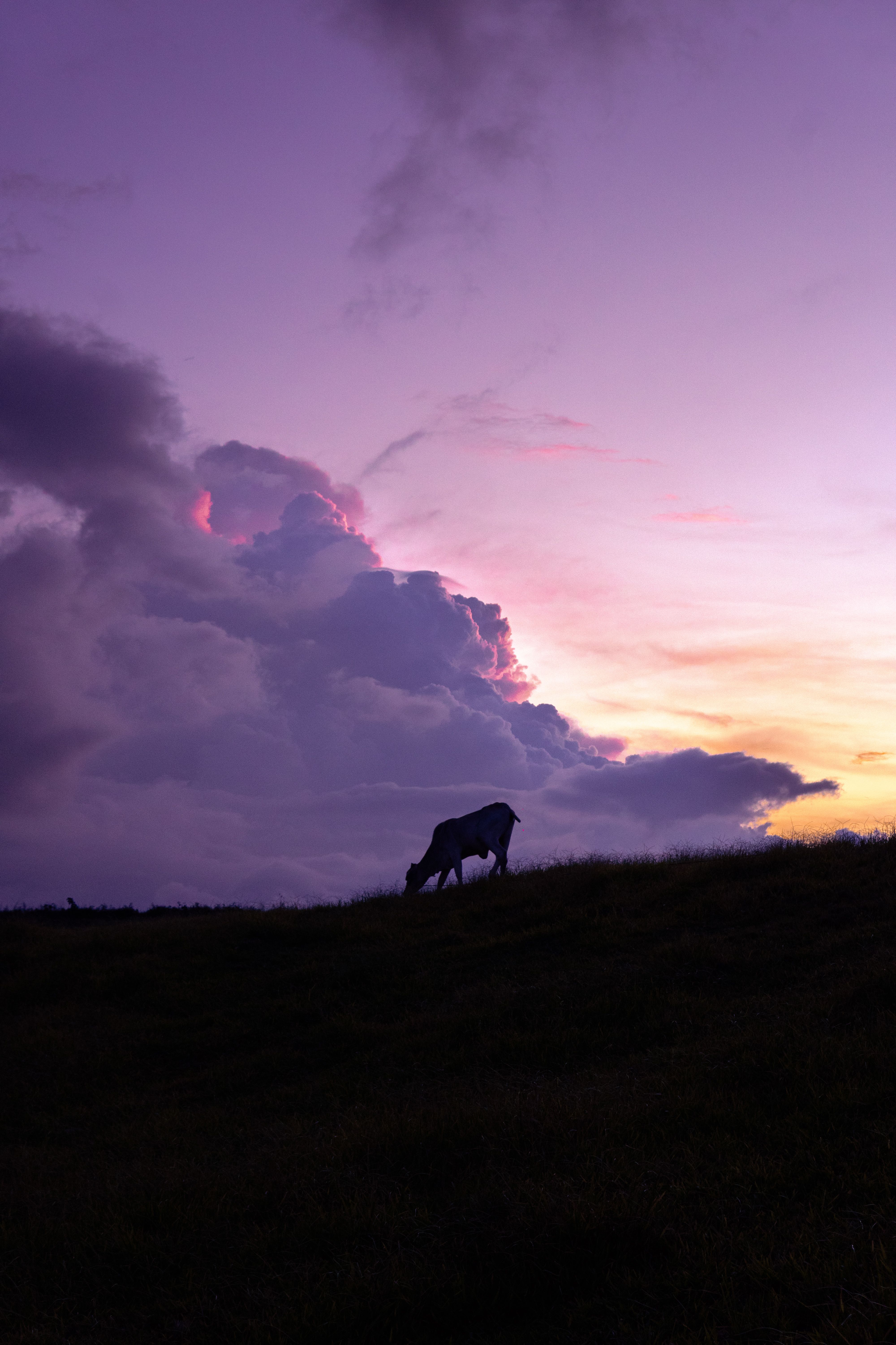 Cena Majestosa De Pasto Com Vaca Pastando Ao Pôr Do Sol · Foto ...