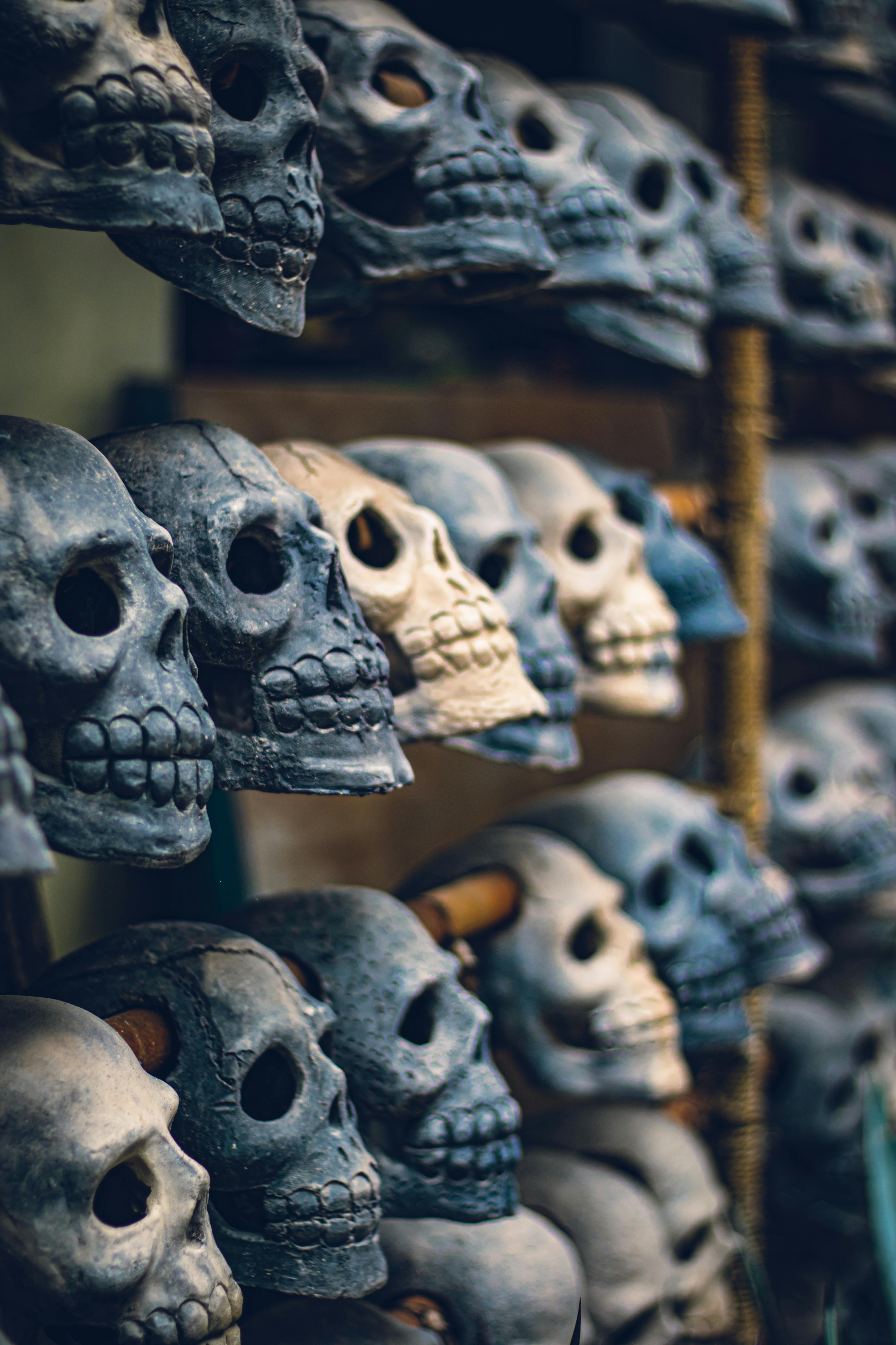 Human Skull Lot · Free Stock Photo