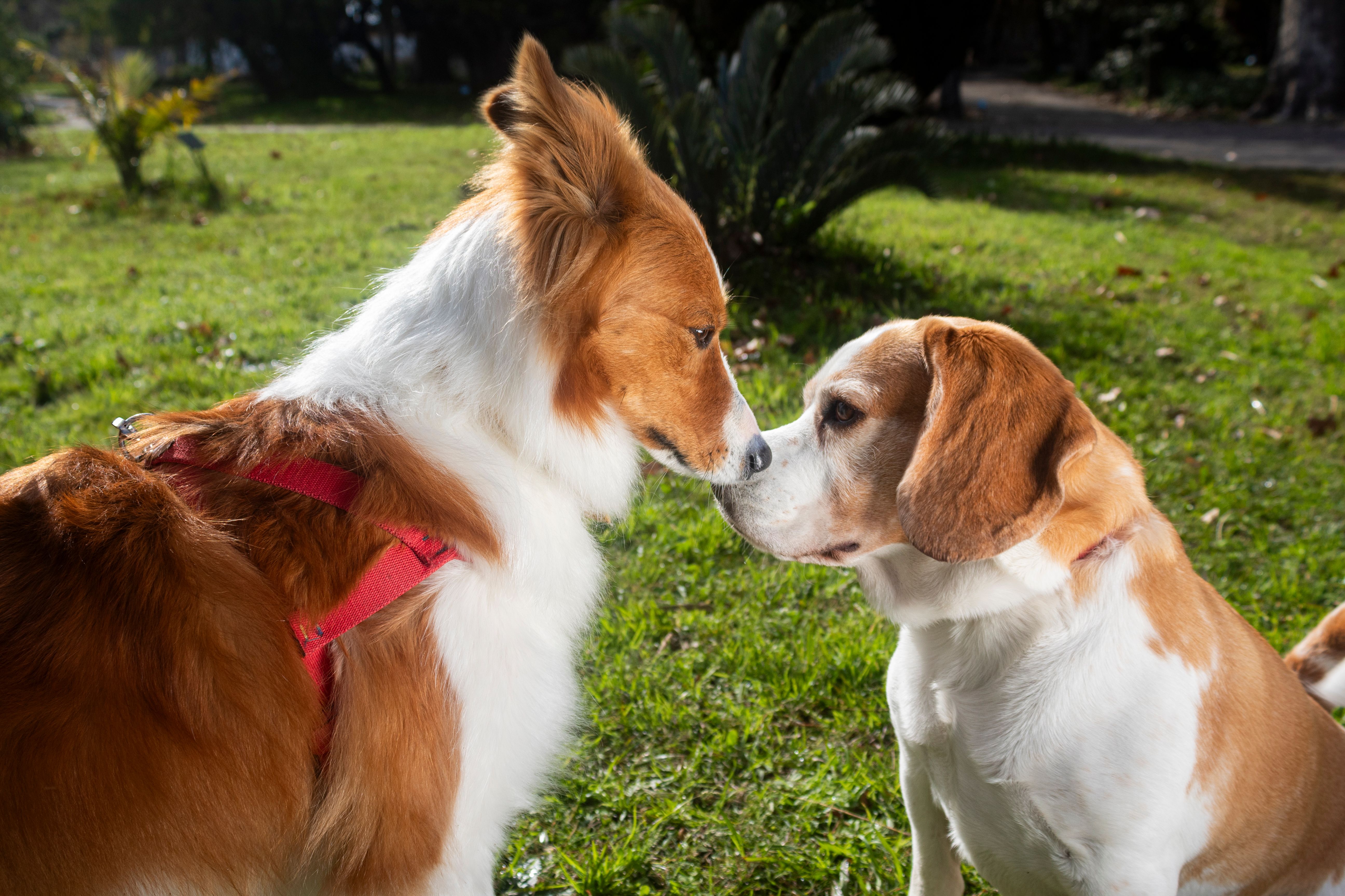 Two Dogs Meeting in Montevideo Park · Free Stock Photo