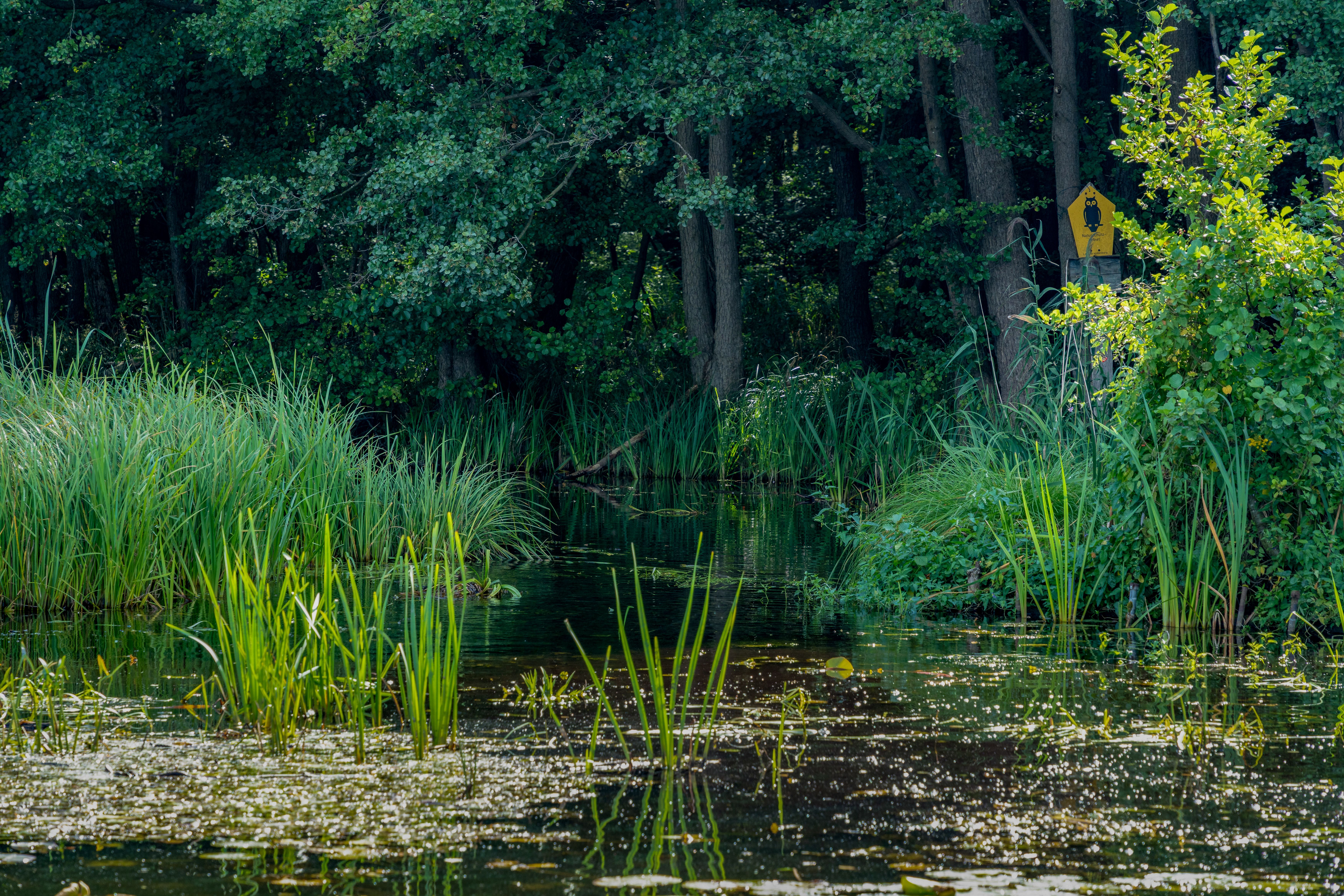 Lush Wetland Scene with Reflective Pond in Summer · Free Stock Photo