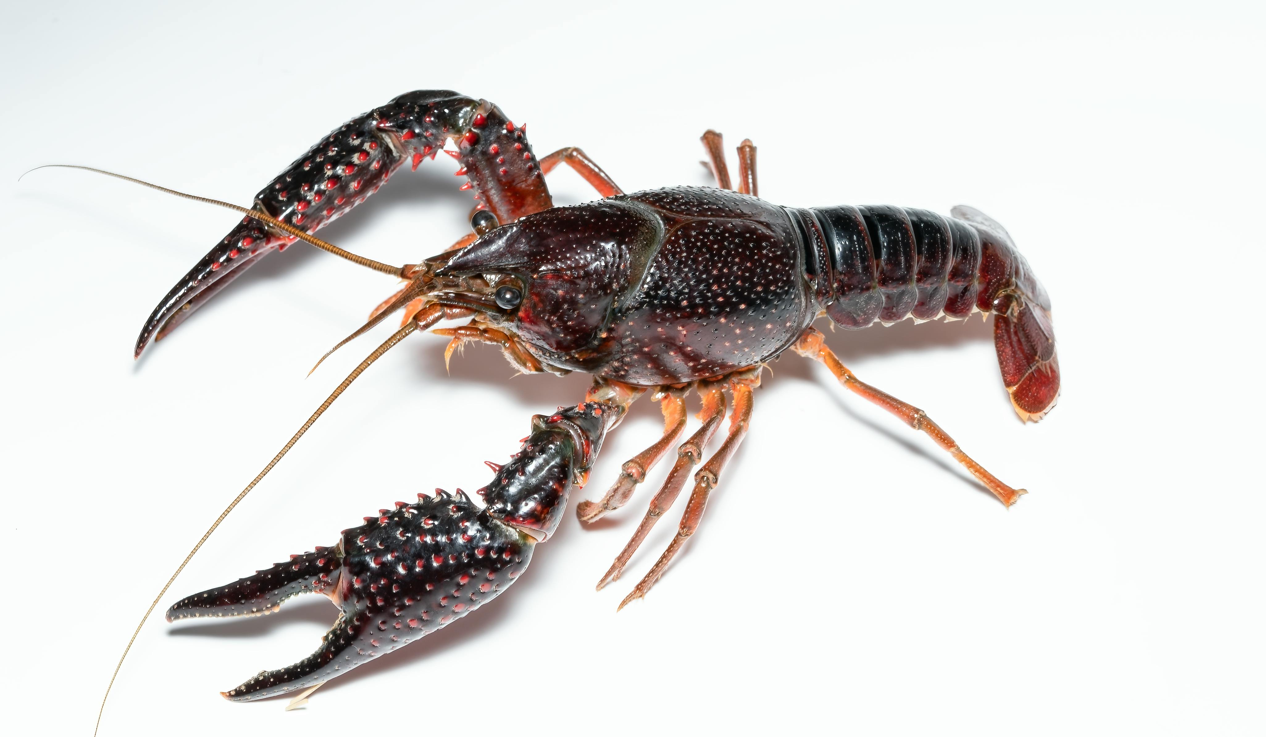 Crayfish Photos, Download The BEST Free Crayfish Stock Photos & HD Images
