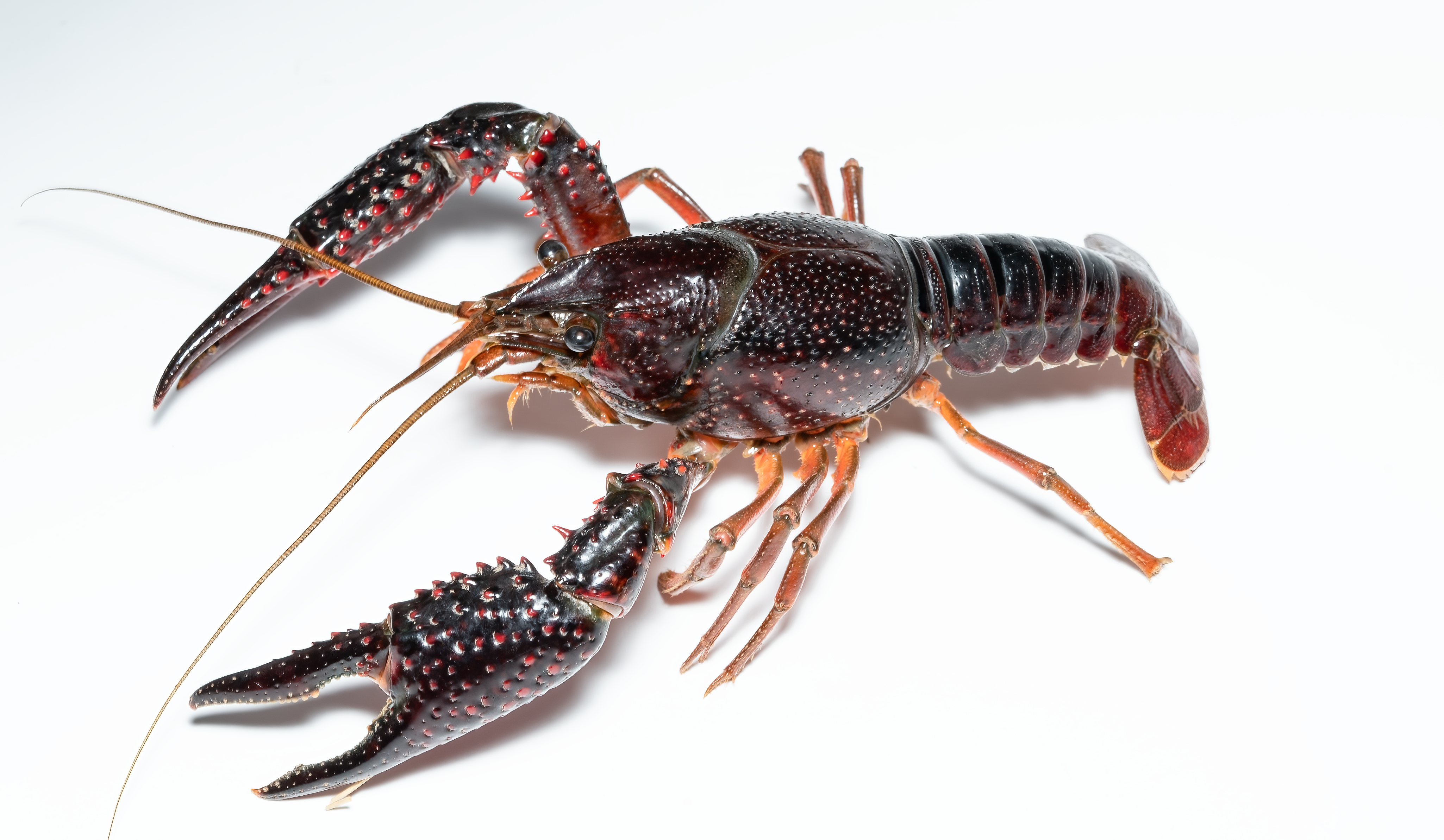 Red Freshwater Crayfish on White Background · Free Stock Photo