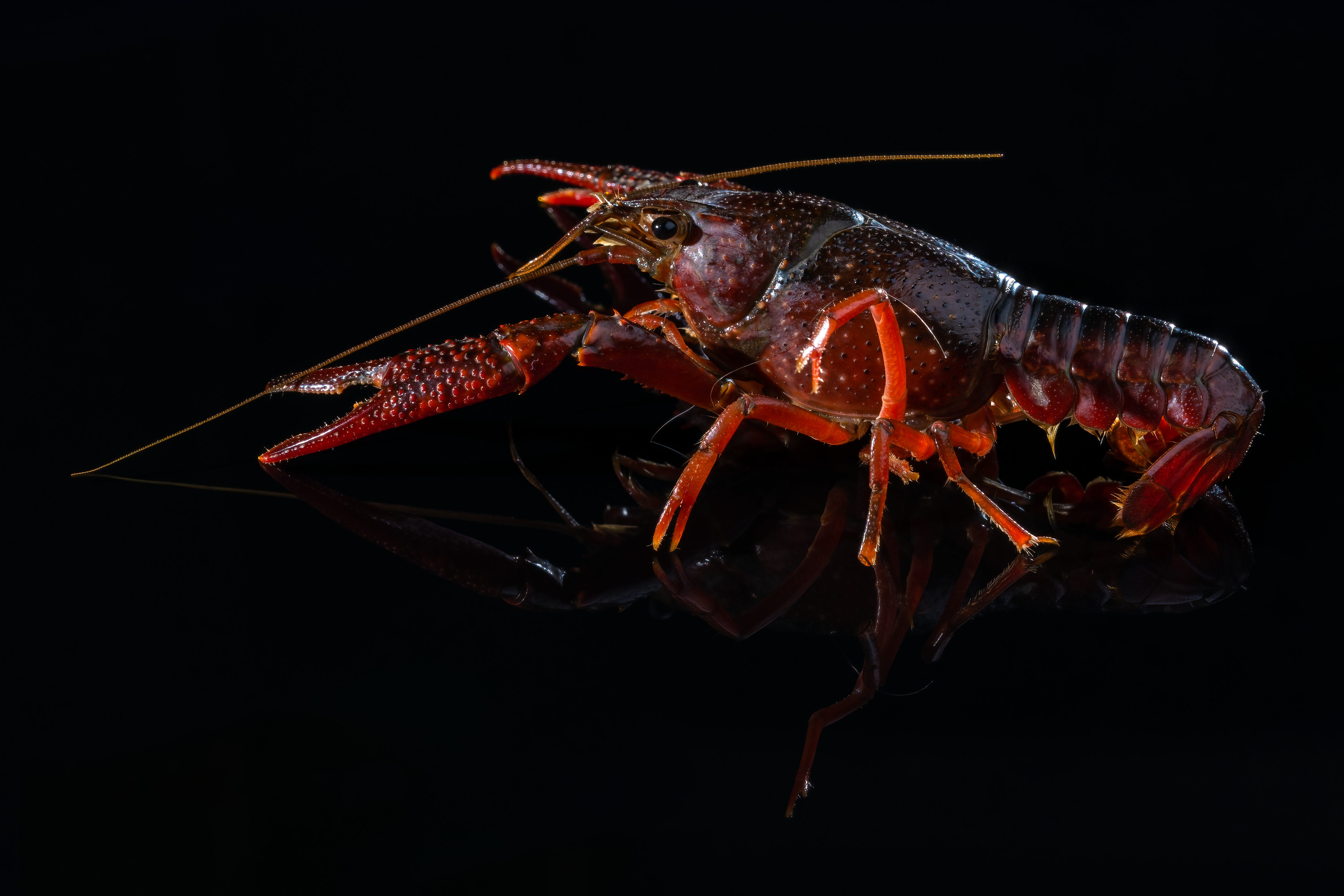 Close-up of Red Swamp Crayfish on Black Background · Free Stock Photo