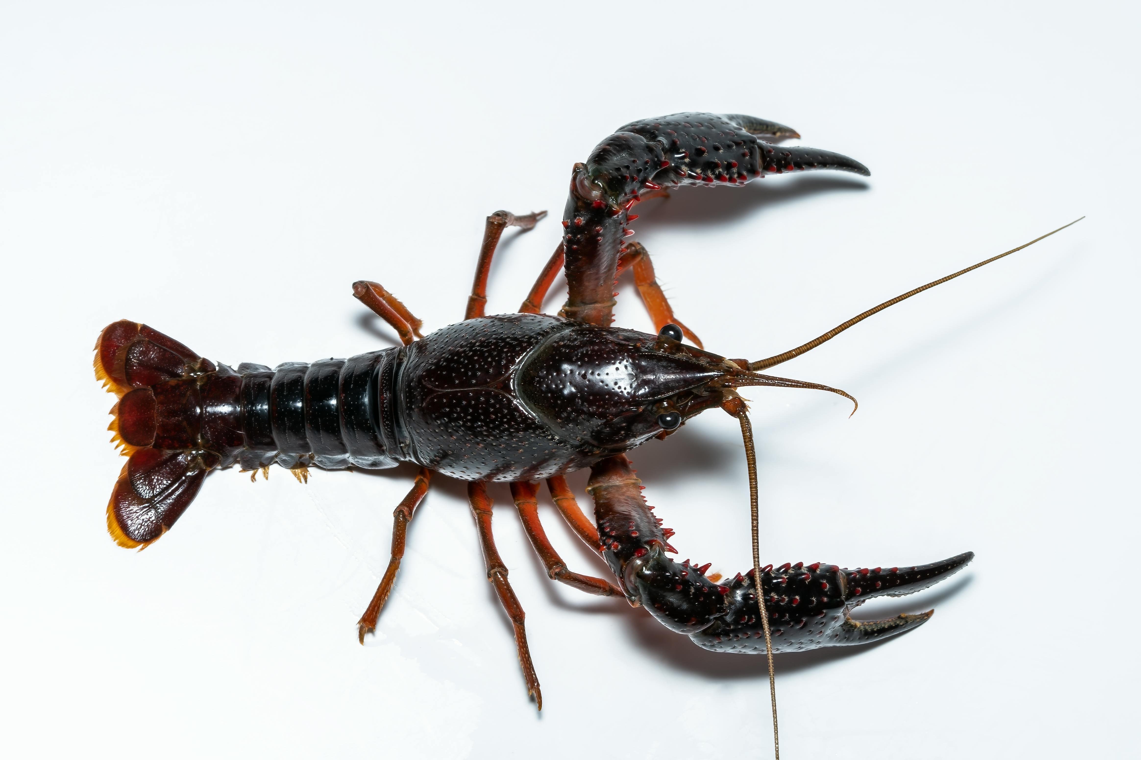 Crayfish Photos, Download The BEST Free Crayfish Stock Photos & HD Images