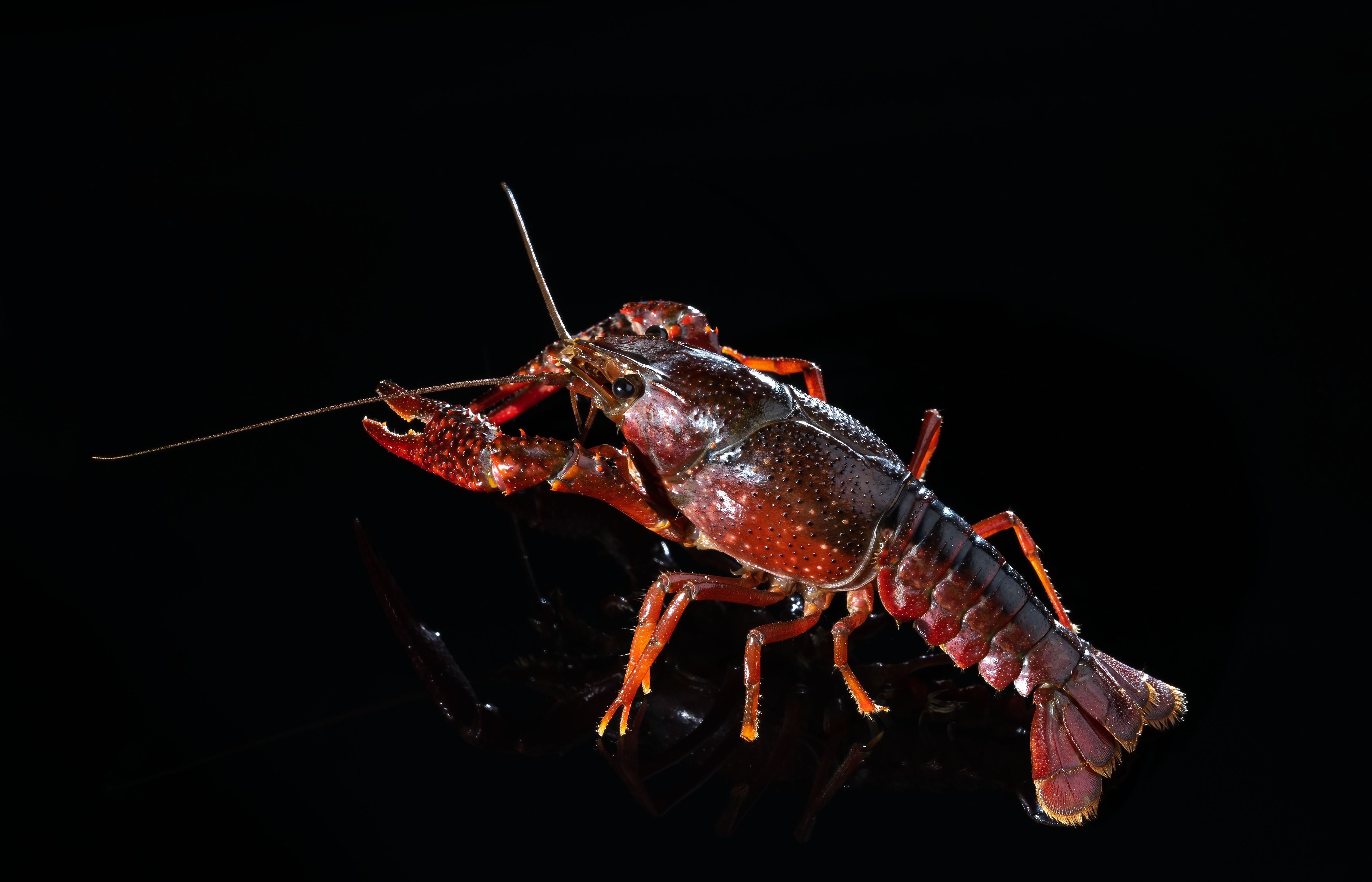 Crawfish+Festival+Royalty Photos, Download The BEST Free Crawfish ...